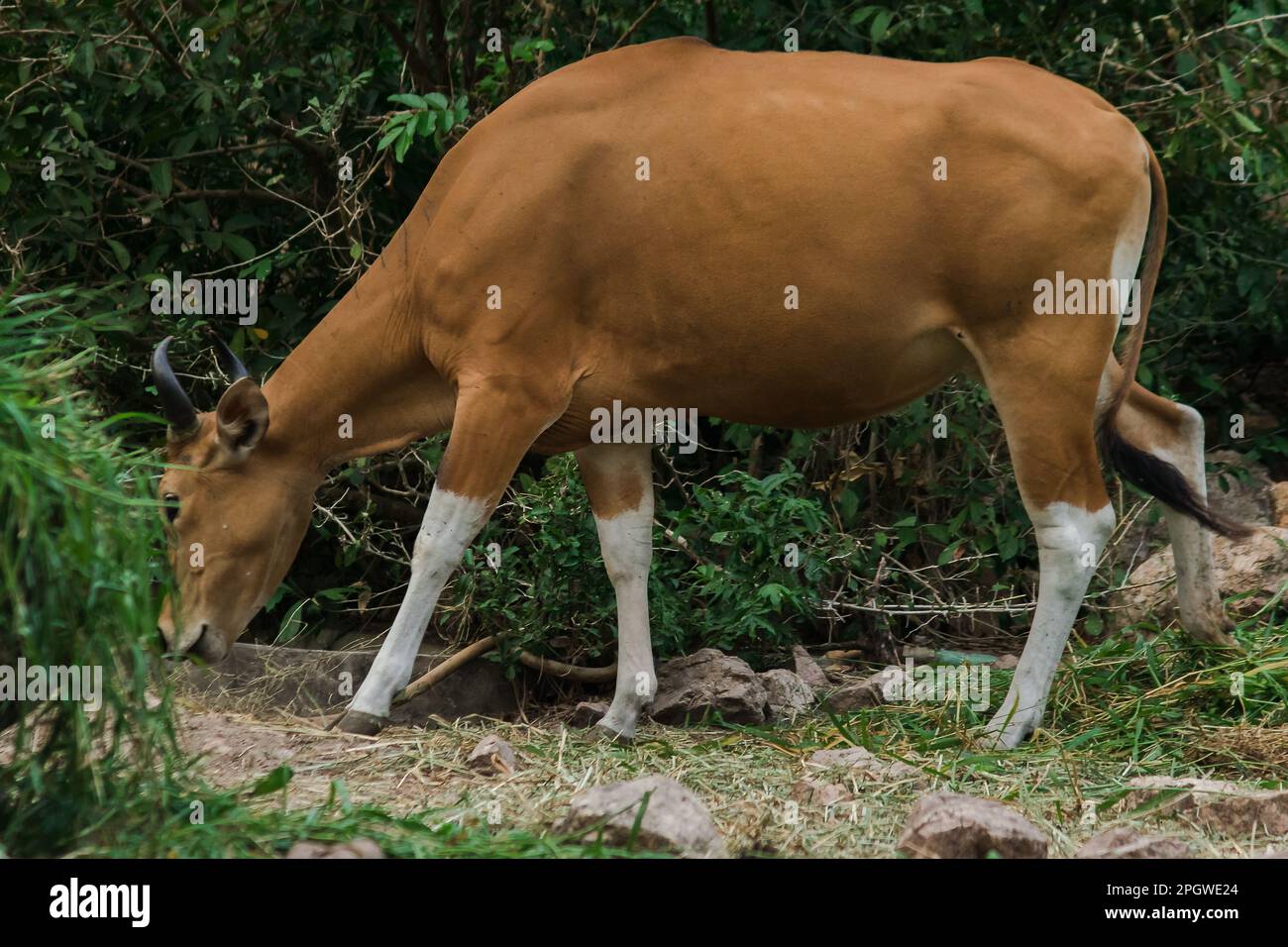 Banteng was eating a young grass, a young bamboo leaf.Banteng is a type ...