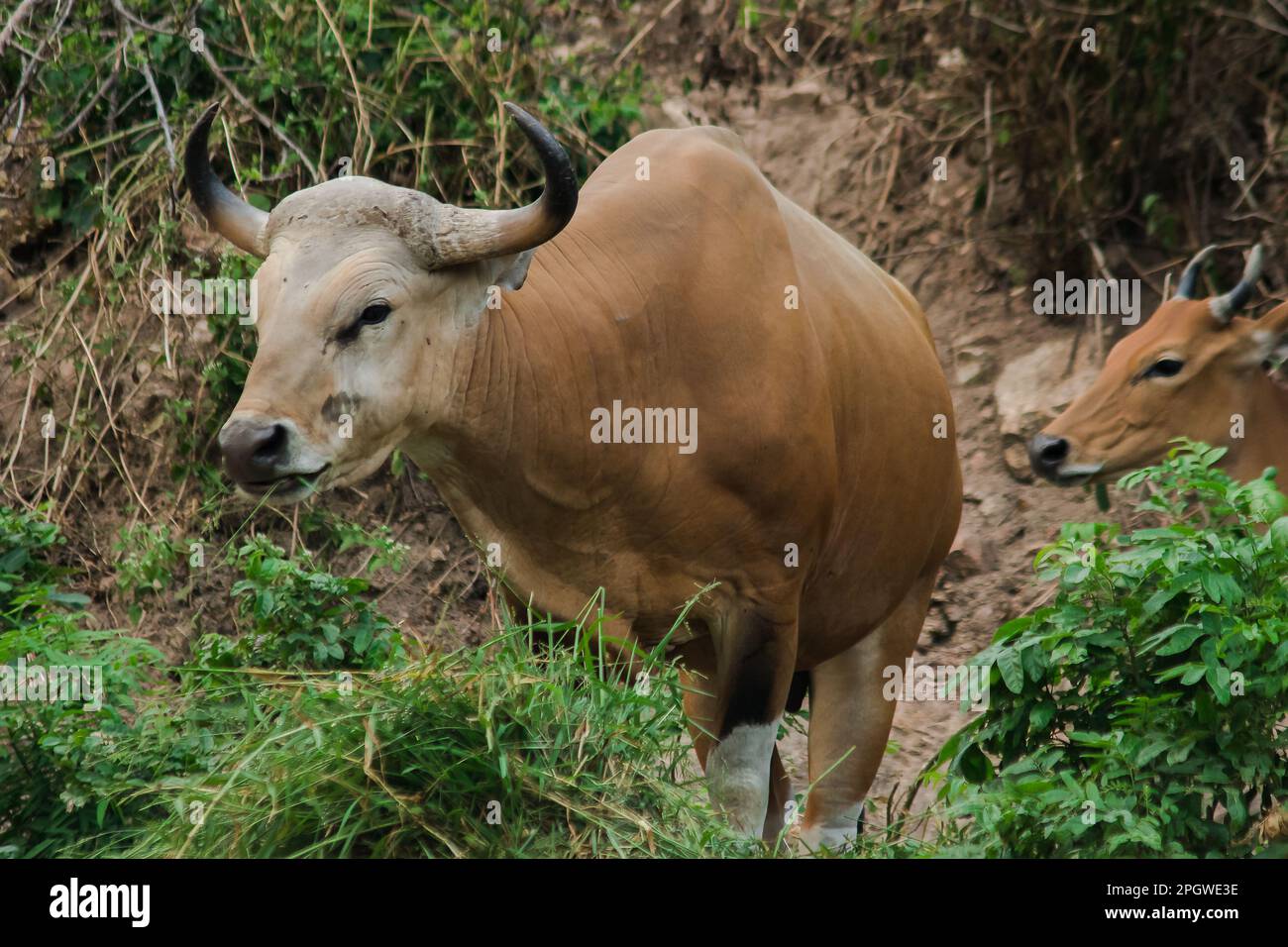 Bos javanicus calf female hi-res stock photography and images - Alamy