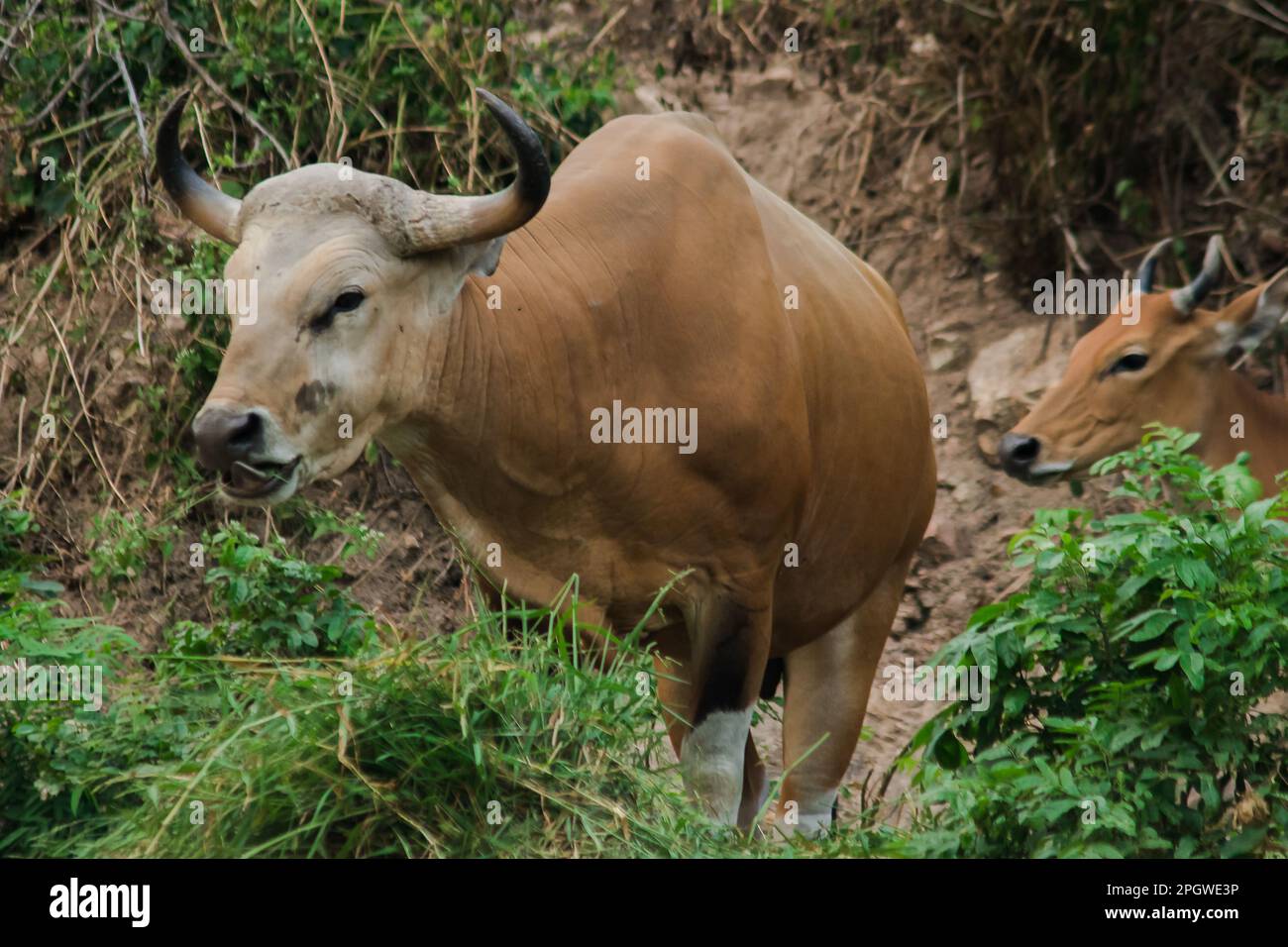 Banteng was eating a young grass, a young bamboo leaf.Banteng is a type ...
