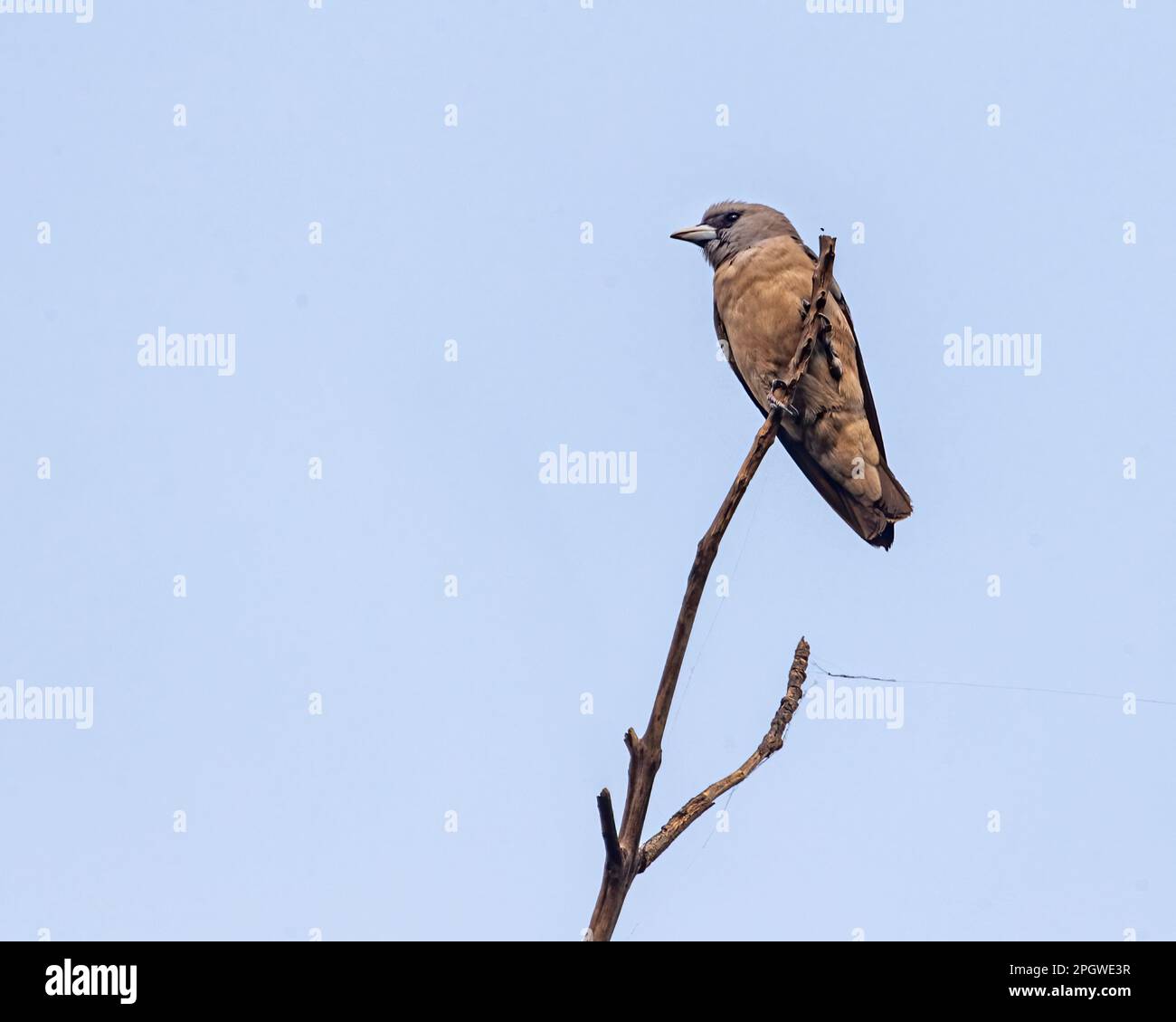 Wood swallow hi-res stock photography and images - Alamy