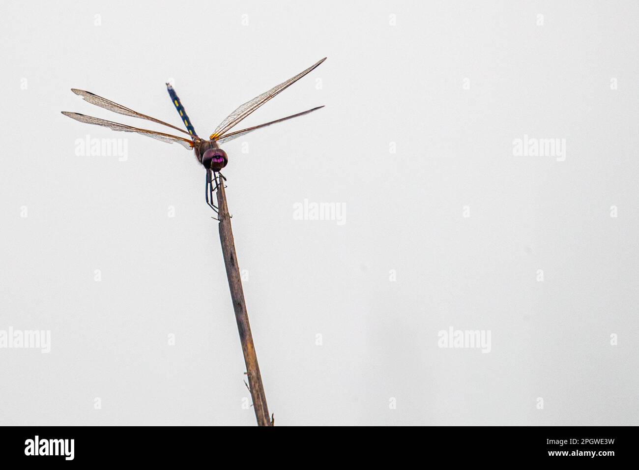 A Dragonfly with four wings visible Stock Photo - Alamy