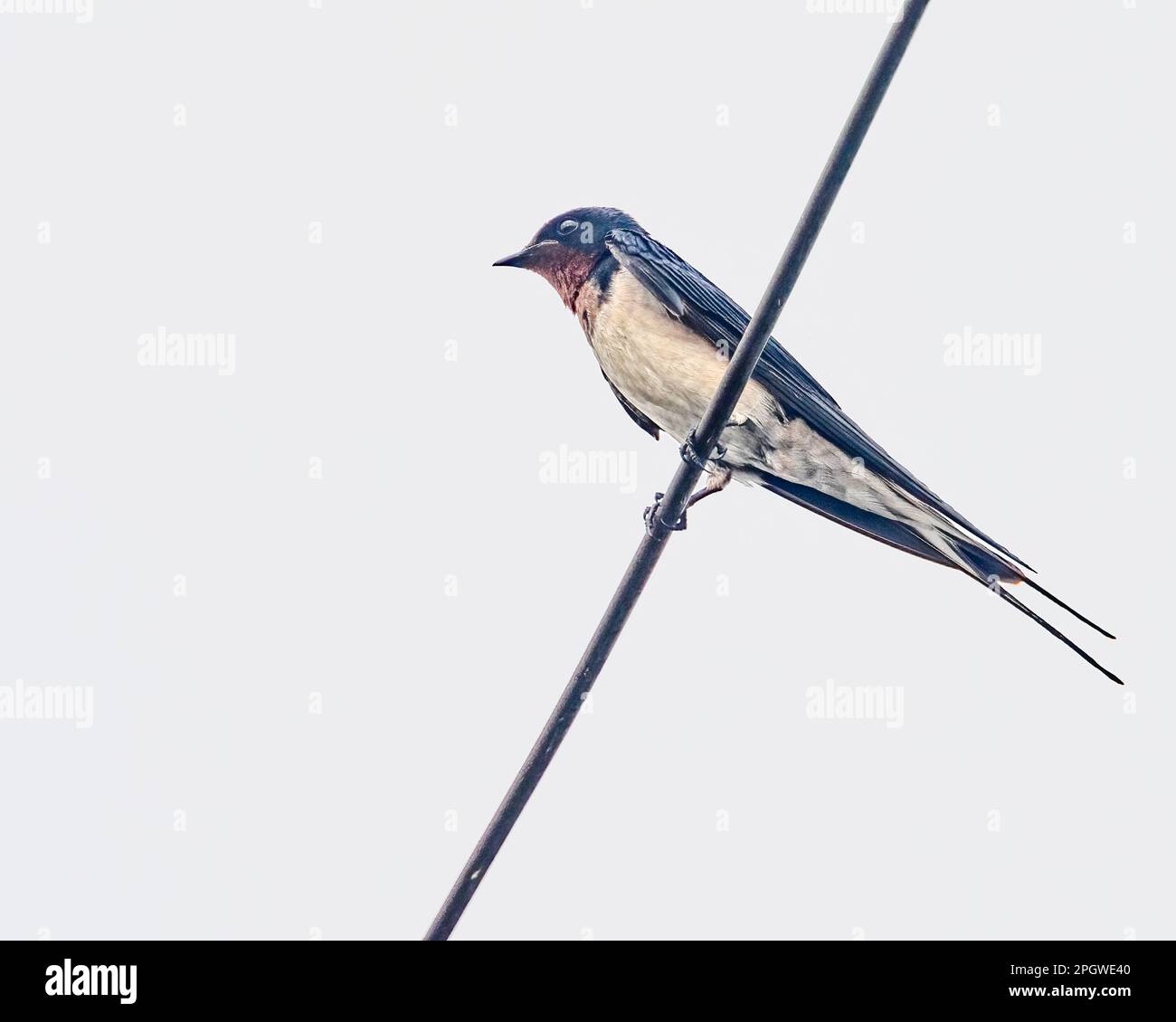 A Barn Swallow on a wire Stock Photo - Alamy