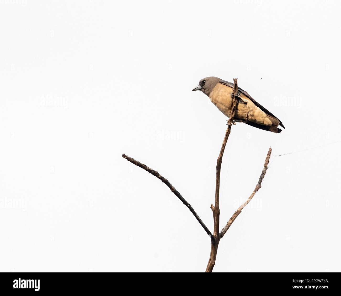 A white breasted wood swallow on a tree Stock Photo - Alamy