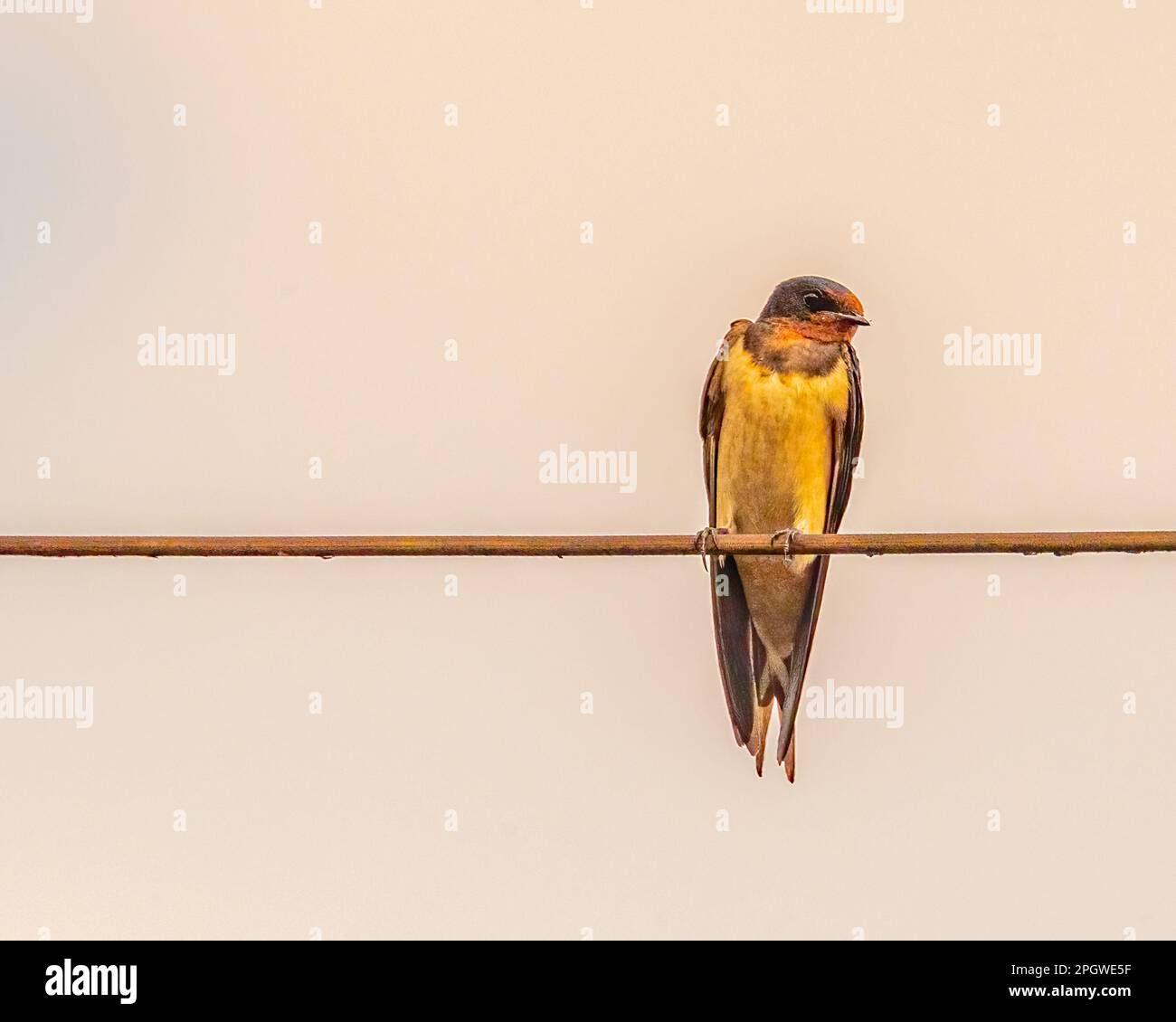 Barn Swallow on a wire Stock Photo - Alamy