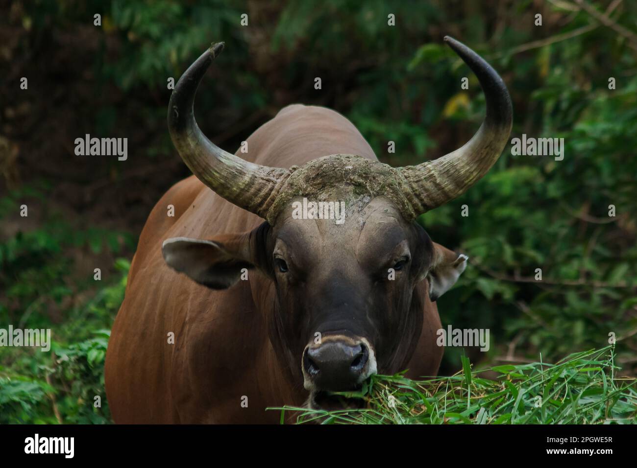 Can Cattle Eat Bamboo at Marsha Shain blog