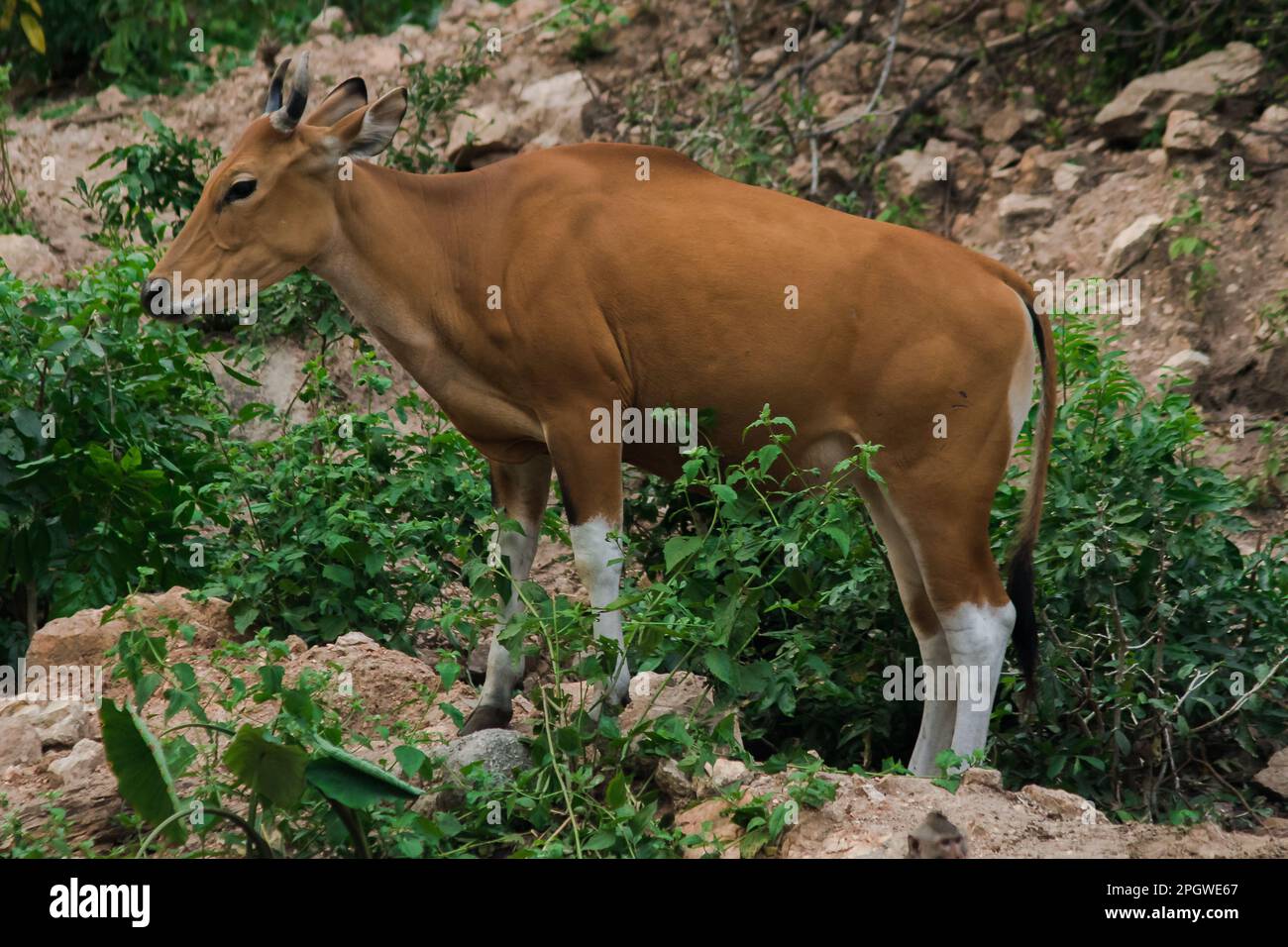 Banteng stood on the rocks along the edge of the forest.Banteng is a ...