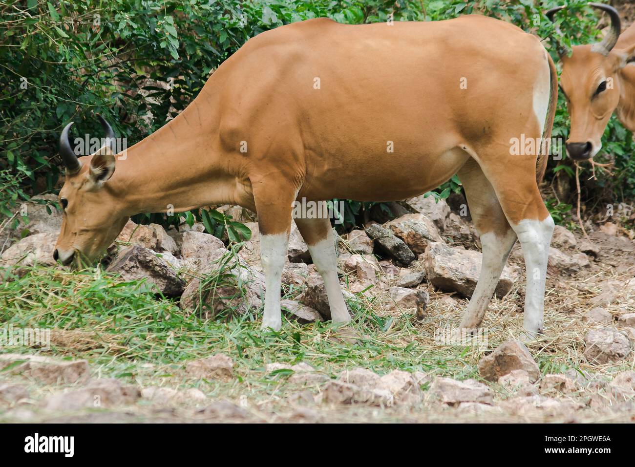 Banteng was eating a young grass, a young bamboo leaf.Banteng is a type ...
