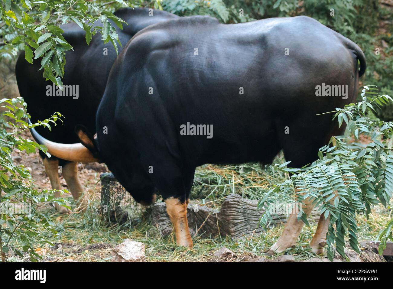 Gaur (Bos gaurus readei, B.g.laosiensis) graze along the wild edge ...