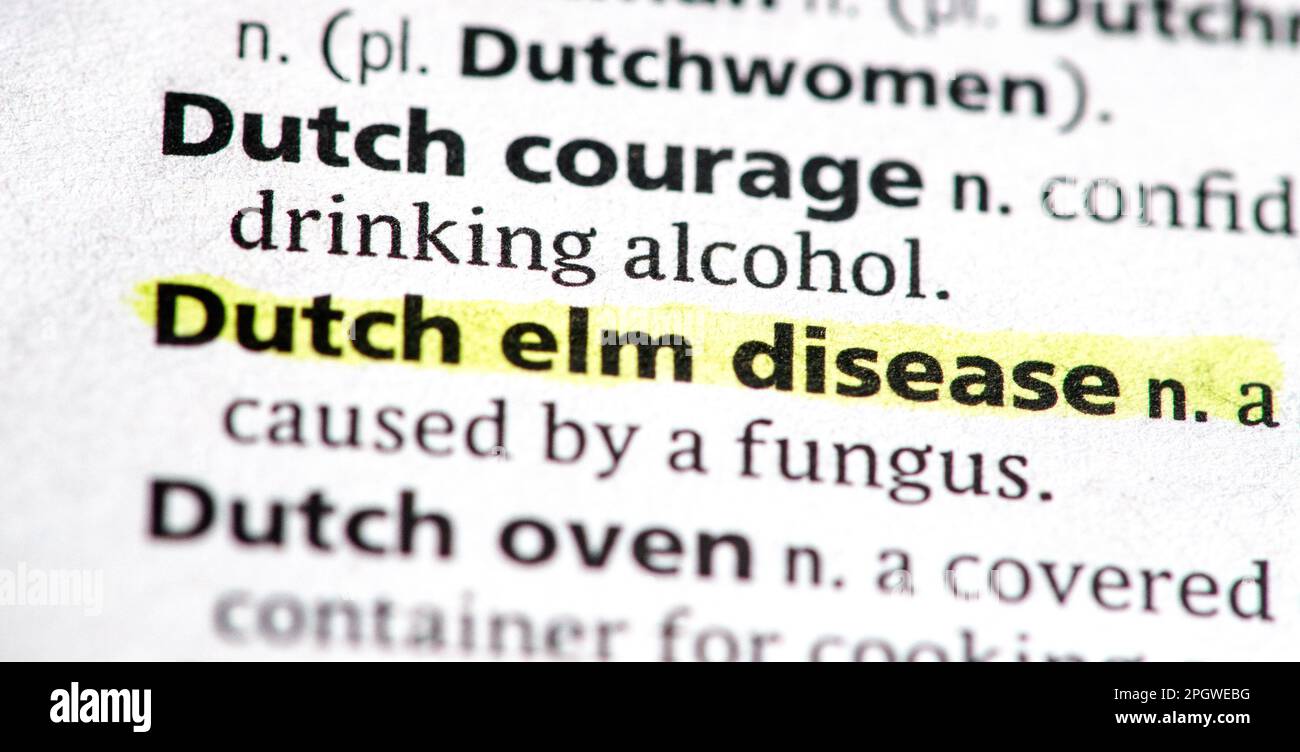 dutch elm disease Stock Photo - Alamy