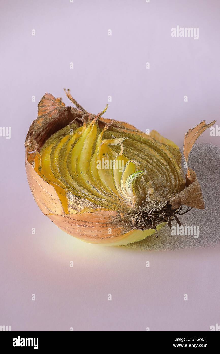 Quarter fresh onion slice hi-res stock photography and images - Alamy
