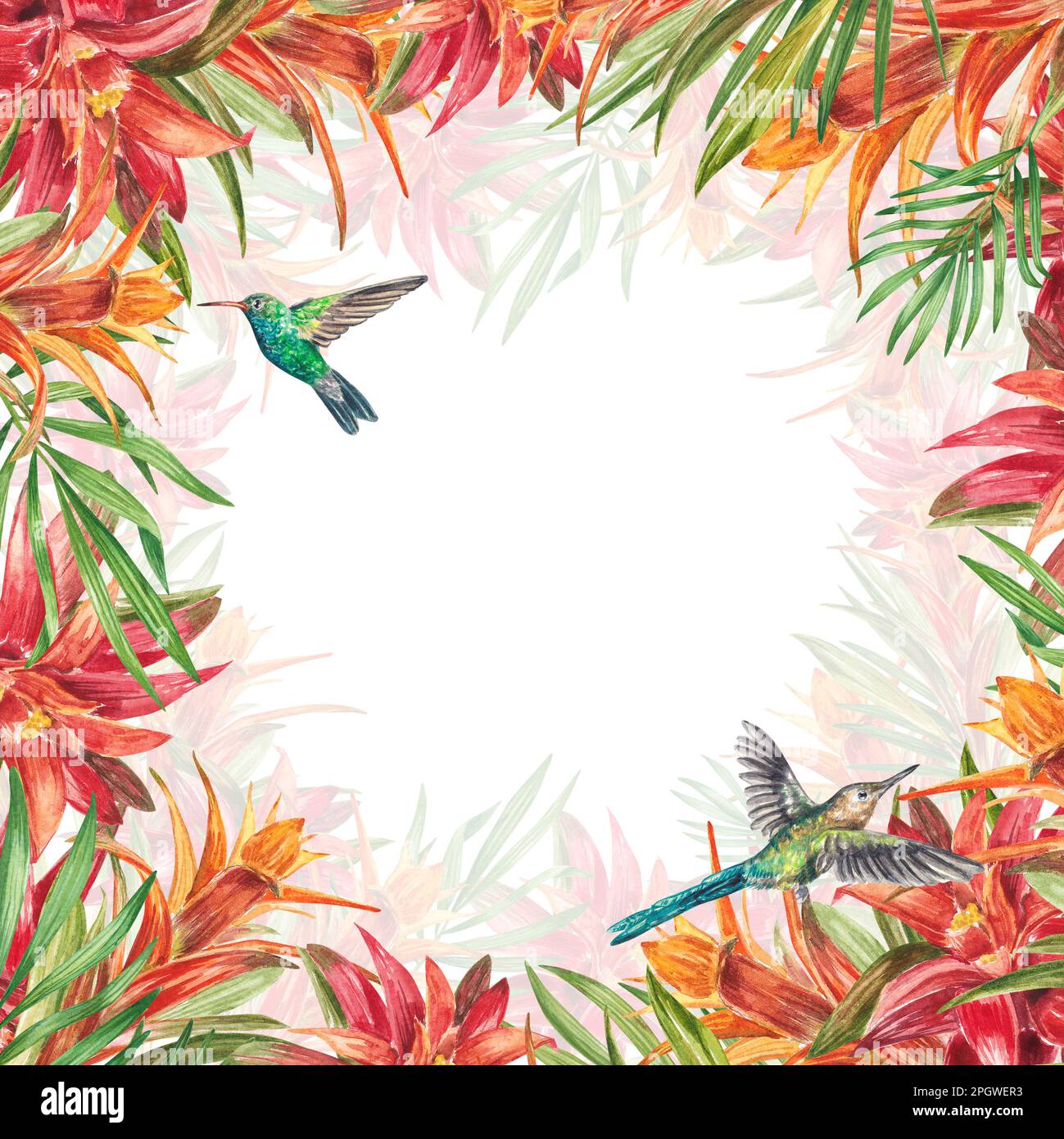 Square frame with bromeliad and hummingbird on a white background ...