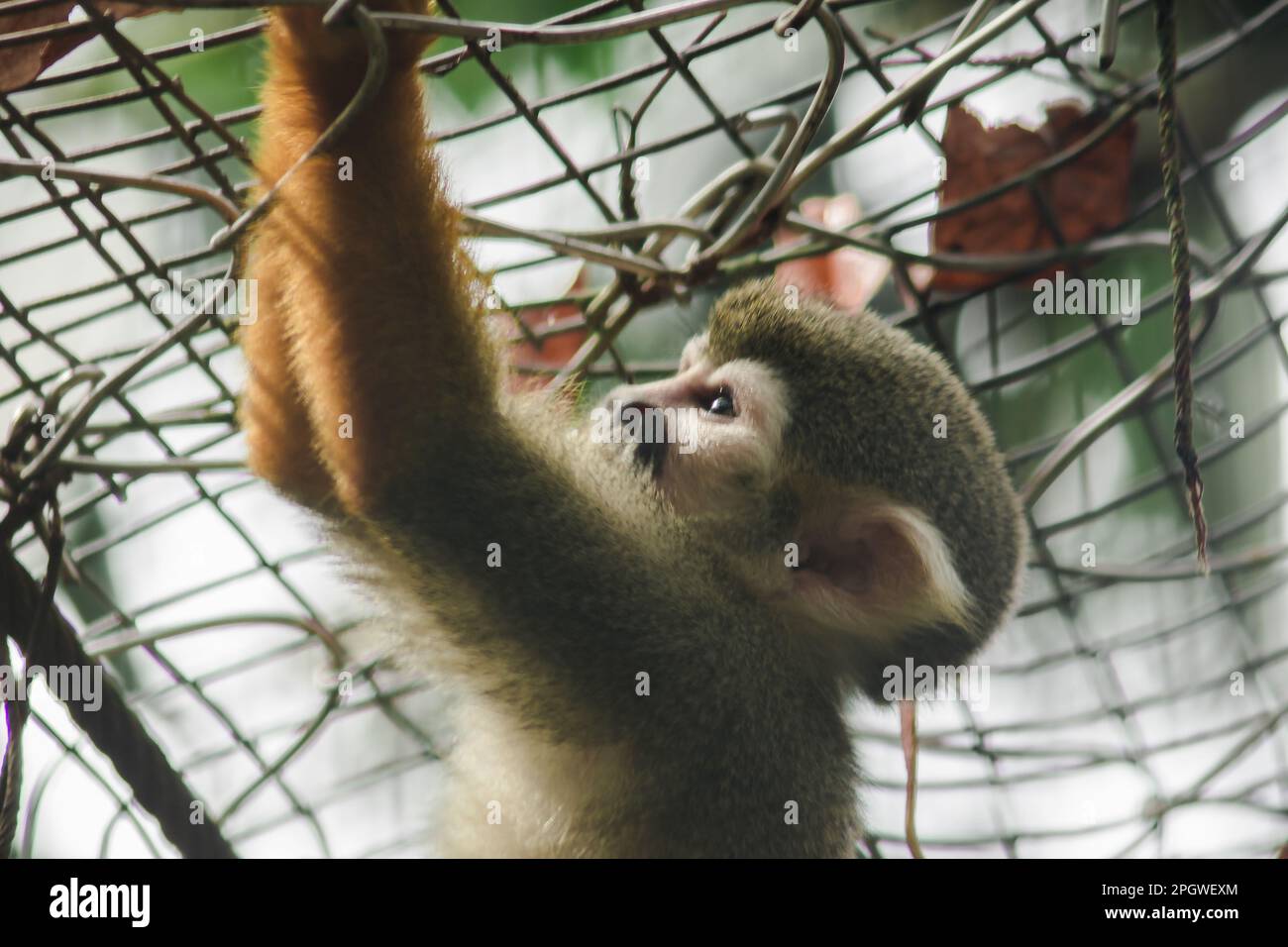 Squirrel Monkey dangling in a zoo cage. They are mammals. A small ...
