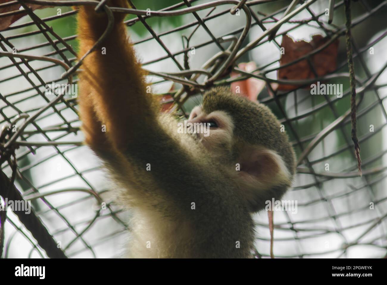 Squirrel Monkey dangling in a zoo cage. They are mammals. A small ...