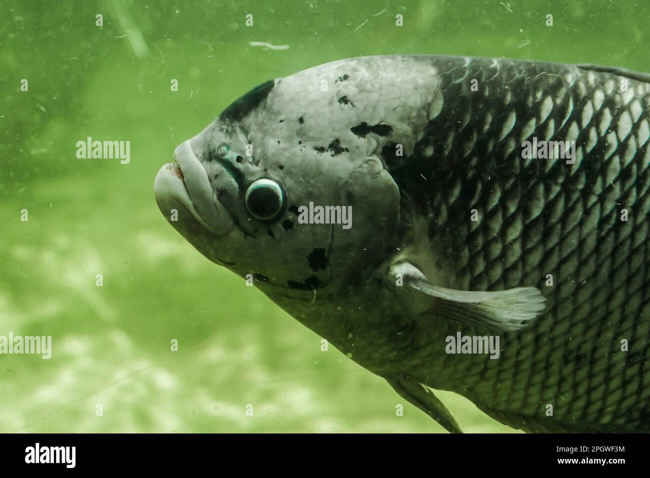 Giant Gourami swims slowly in the water. The Giant Gourami is the ...