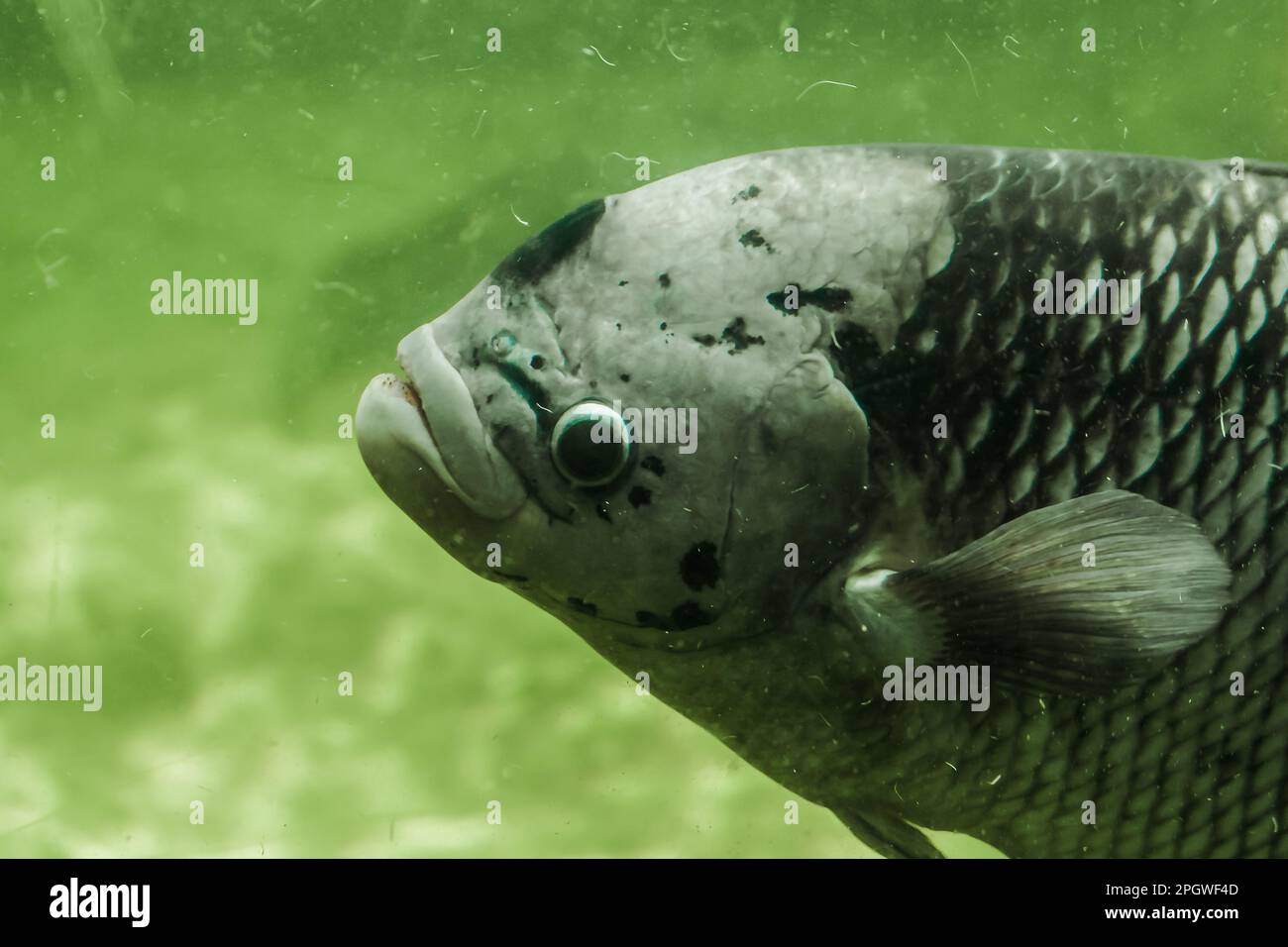 Giant Gourami swims slowly in the water. The Giant Gourami is the ...