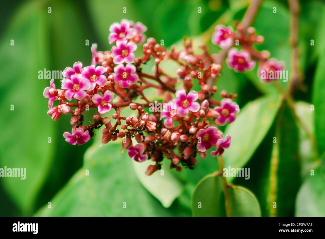 Small pink flowers blooming beautiful Small pink flowers blooming ...