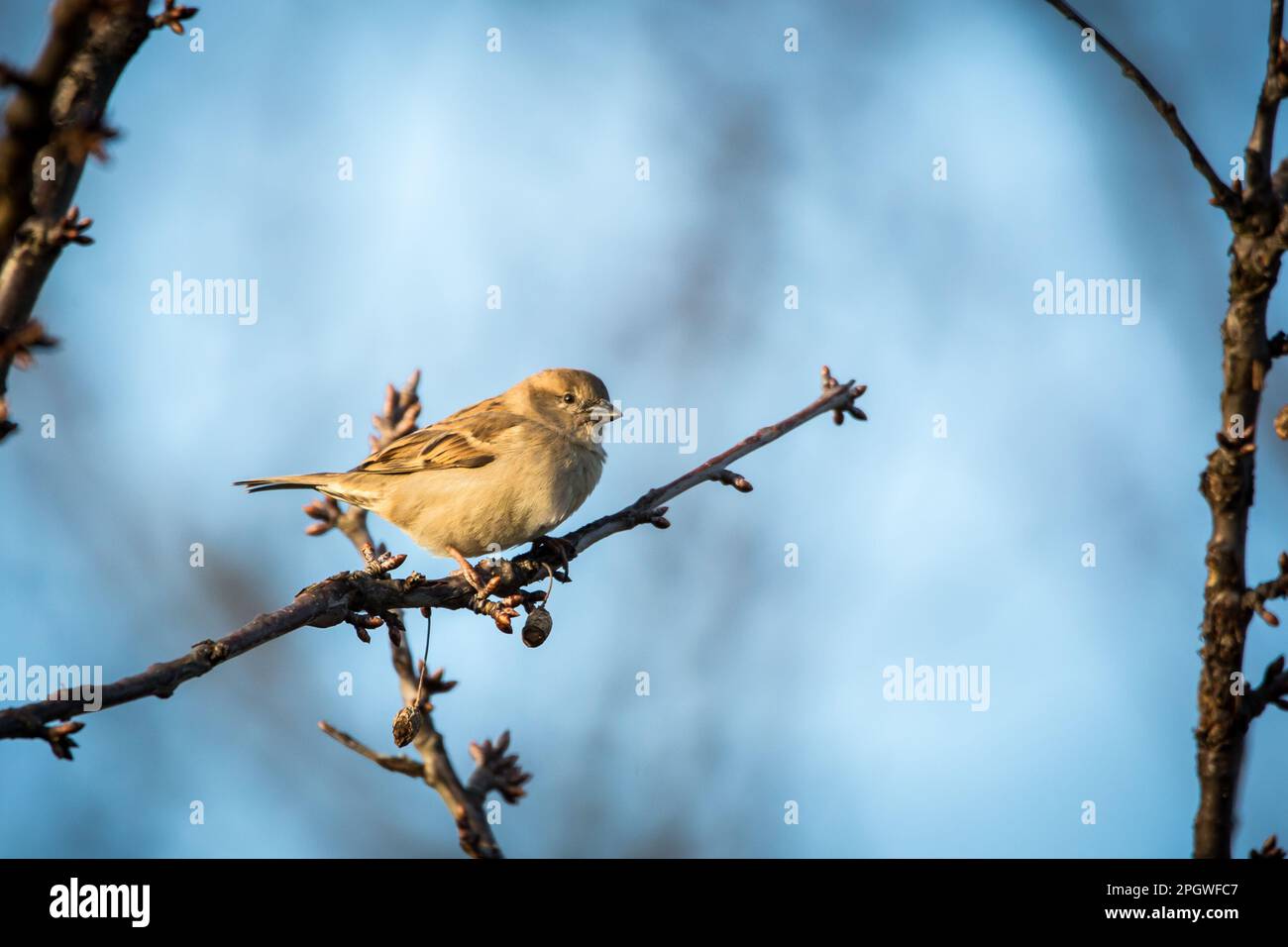 Female house sparrow (Passer domesticus Stock Photo - Alamy