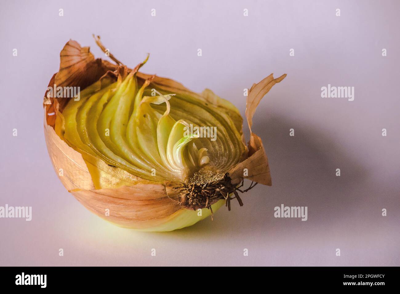 Onion halves on a piece of wood, Onion rot, Onion grows Stock Photo - Alamy