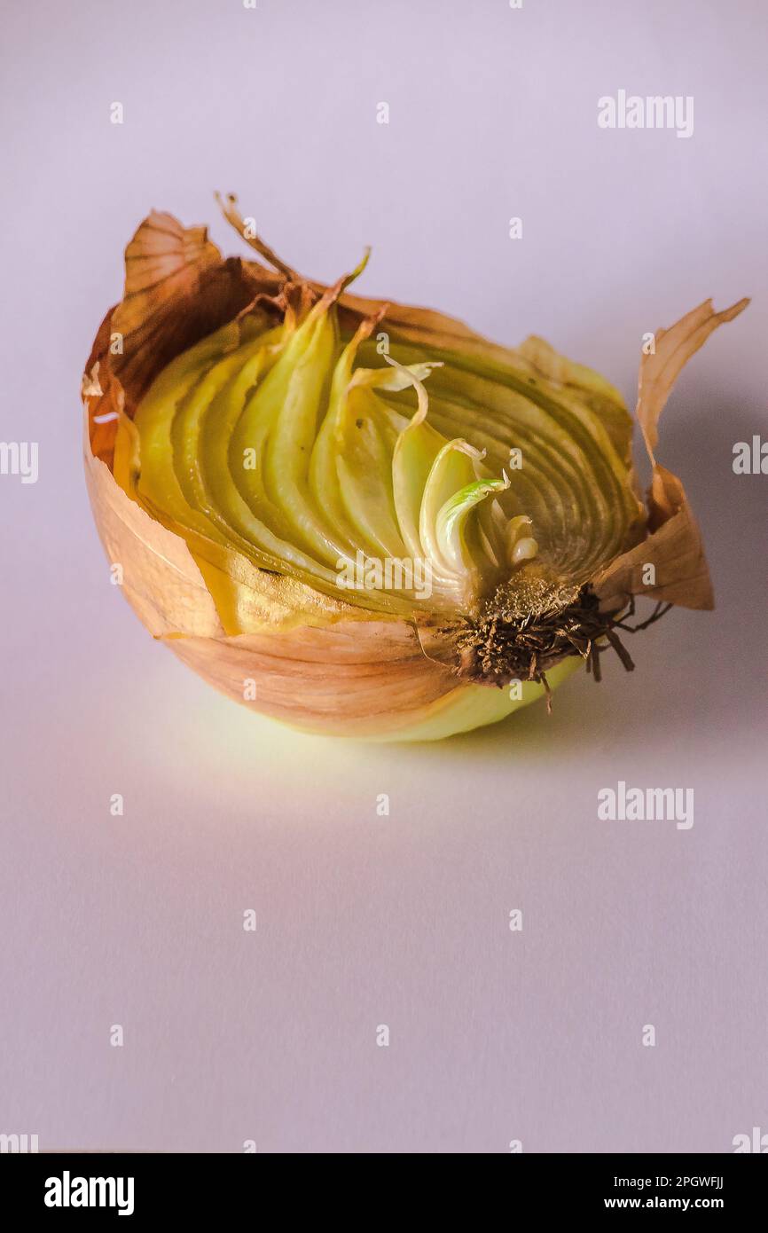 Rotten red onion hi-res stock photography and images - Alamy