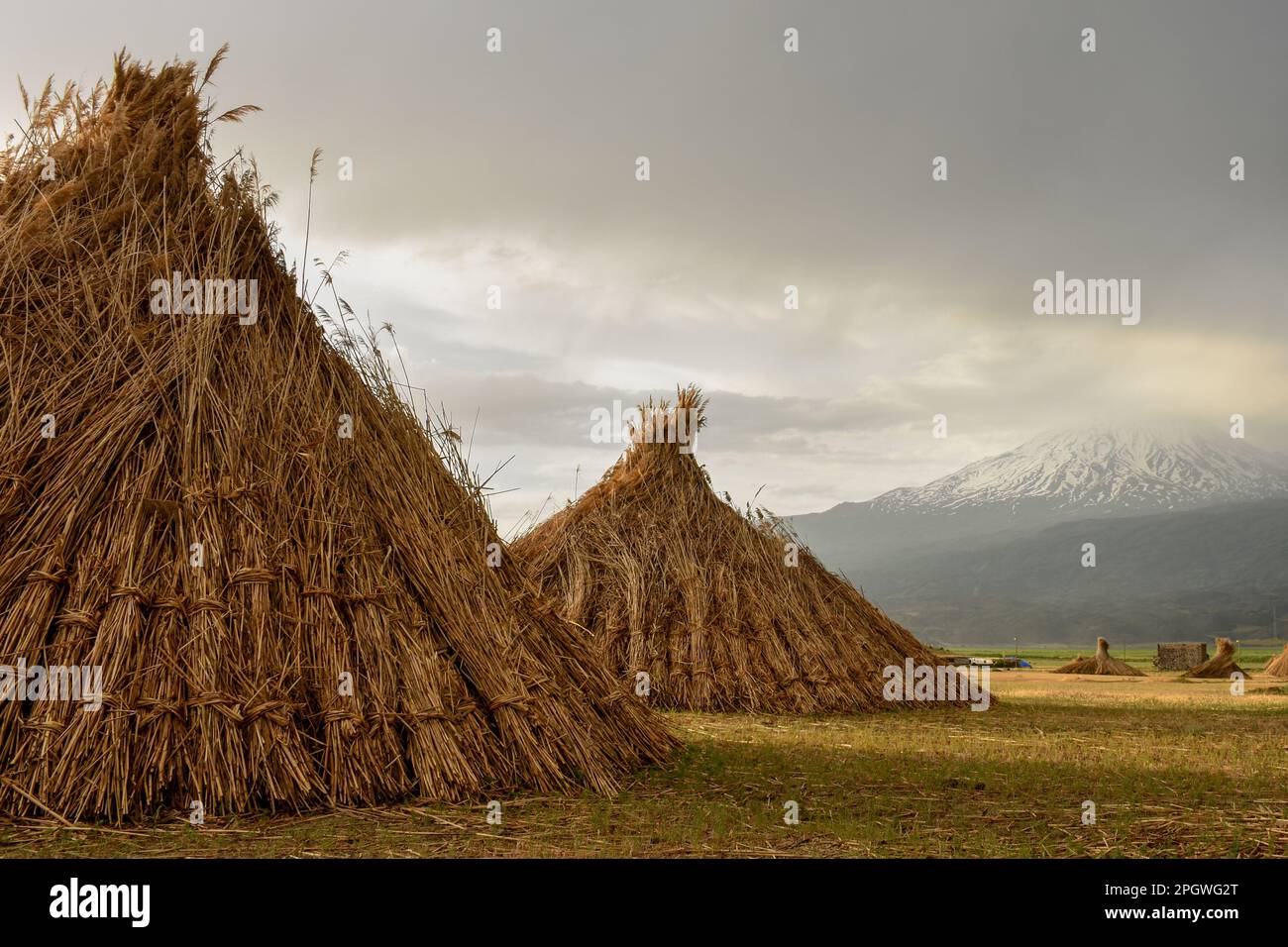 Reed stack in field Stock Photo - Alamy