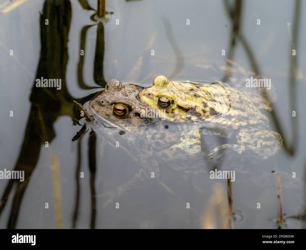 Common Toads mating, Teifi Marshes, Cardigan, Wales Stock Photo - Alamy