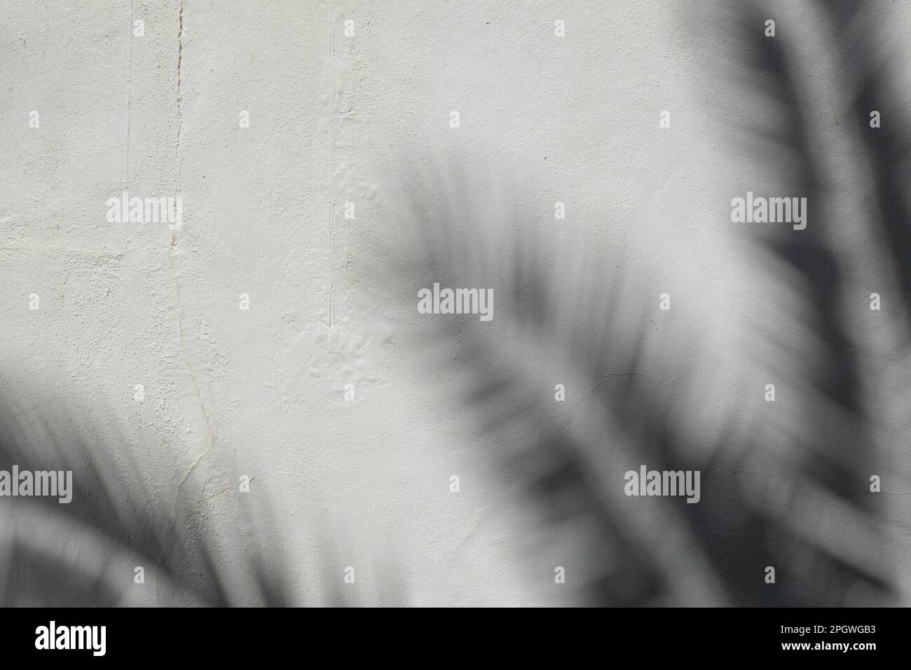 Natural daylight shadow from palm leaves on white wall background ...