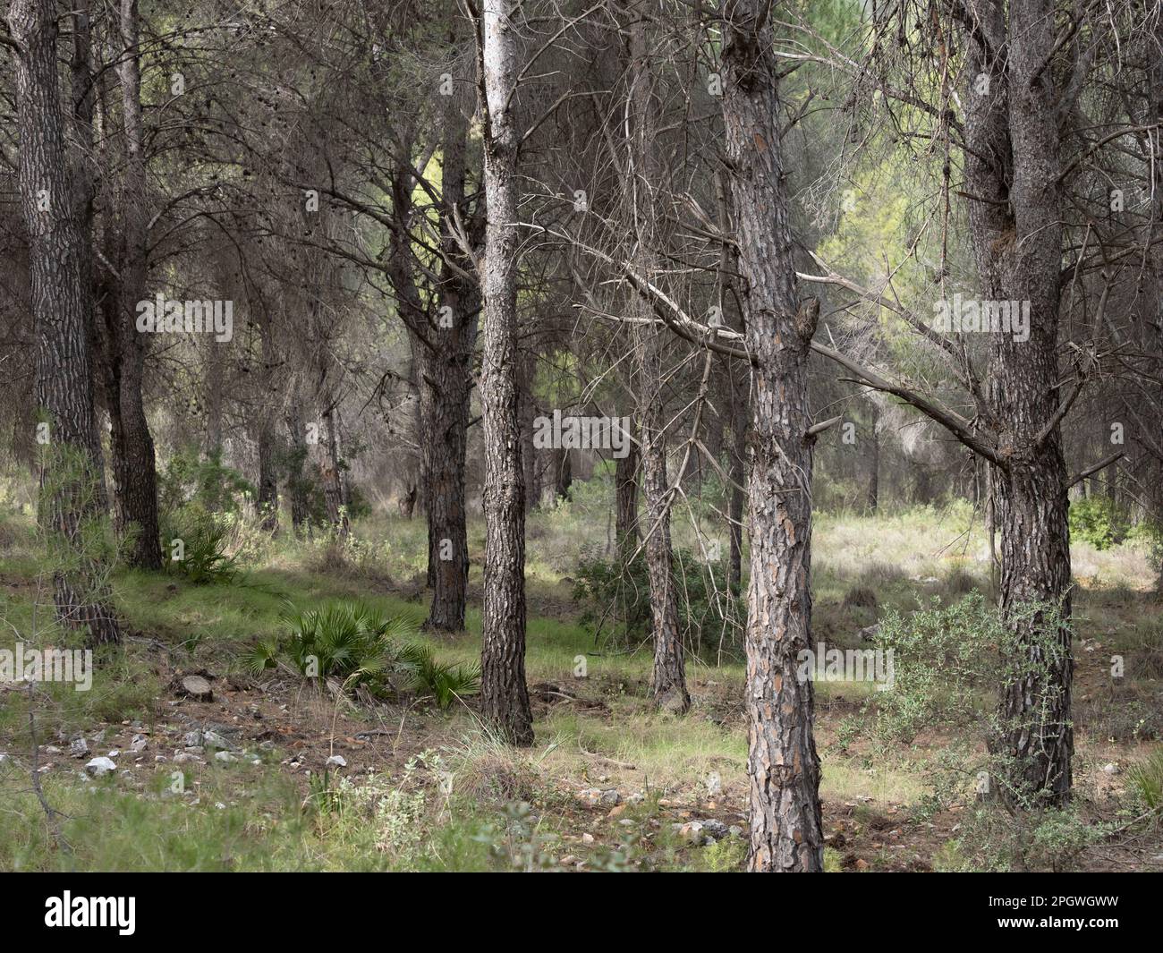Trunks of Mediterranean fores trees surviving from a fire Stock Photo ...