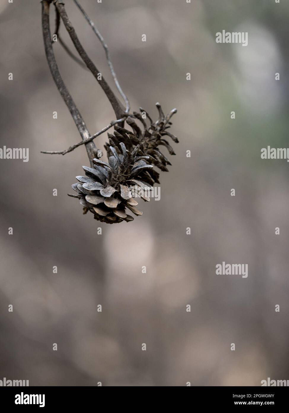Falling pine cone on fir hi-res stock photography and images - Alamy