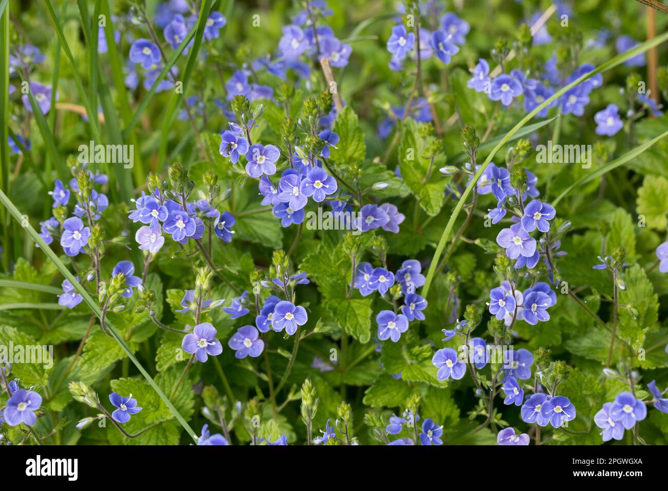 Gamander-Ehrenpreis, Gamanderehrenpreis, Ehrenpreis, Veronica ...