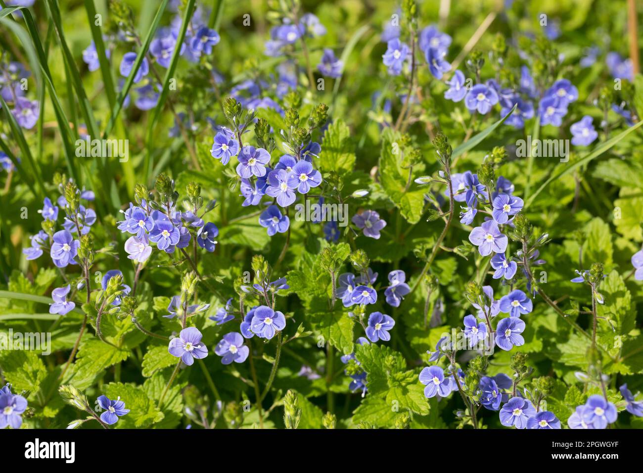 Gamander-Ehrenpreis, Gamanderehrenpreis, Ehrenpreis, Veronica ...