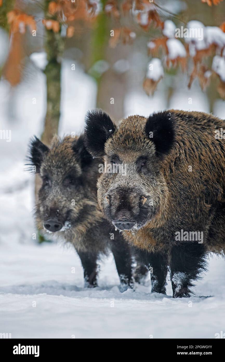 Two wild boars (Sus scrofa) male / boar and female / sow foraging in ...