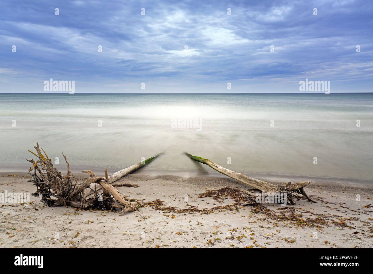 Two dead trees / driftwood washed ashore on sandy beach along the ...