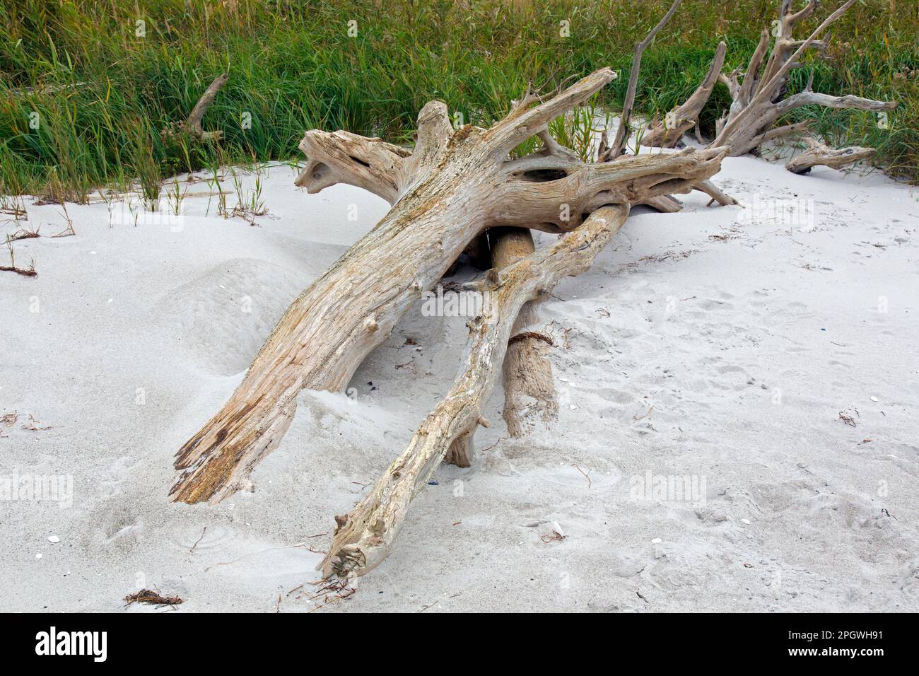 Dead trees along shoreline hi-res stock photography and images - Alamy