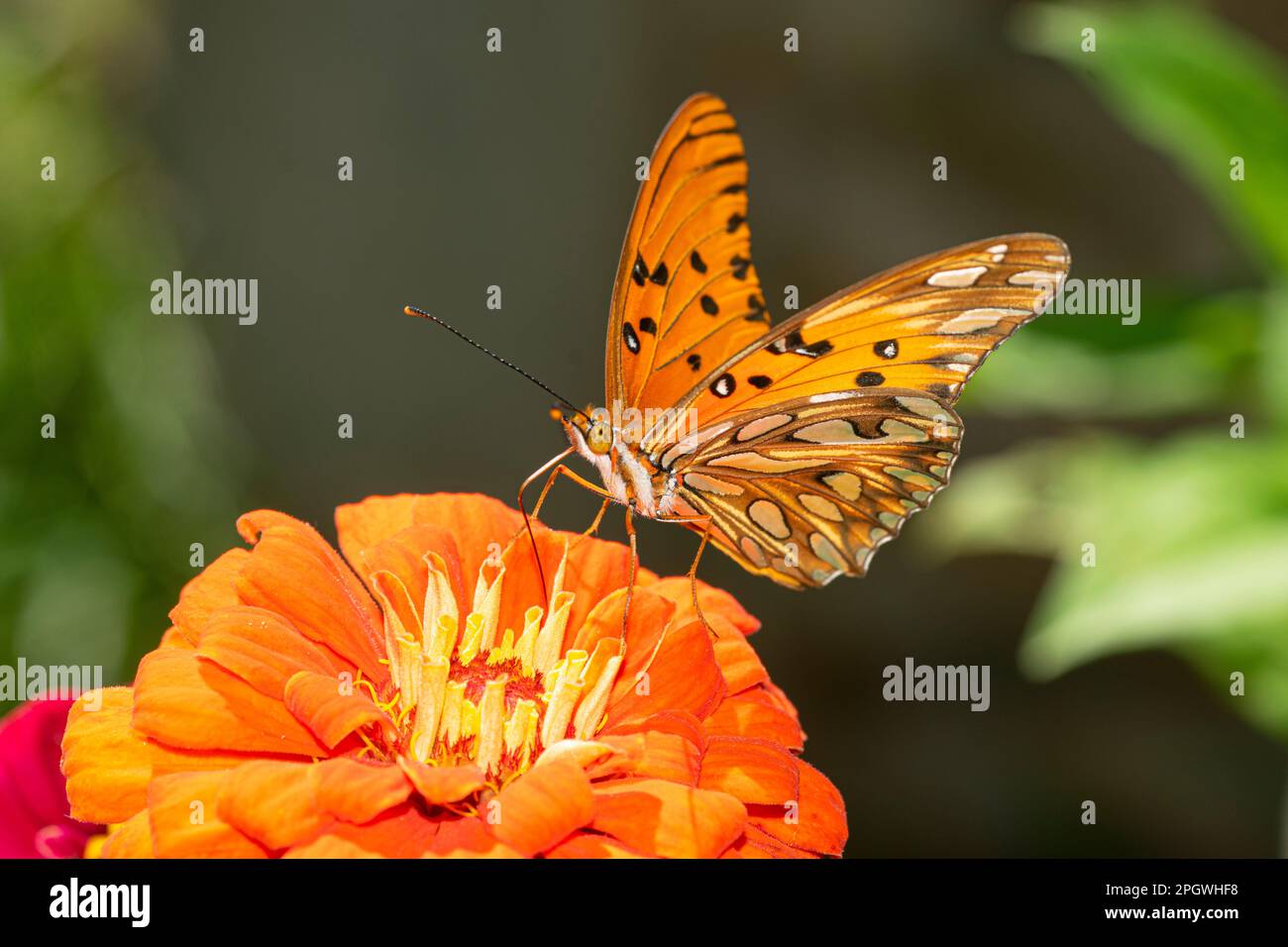 Vanesa carye butterfly hi-res stock photography and images - Alamy