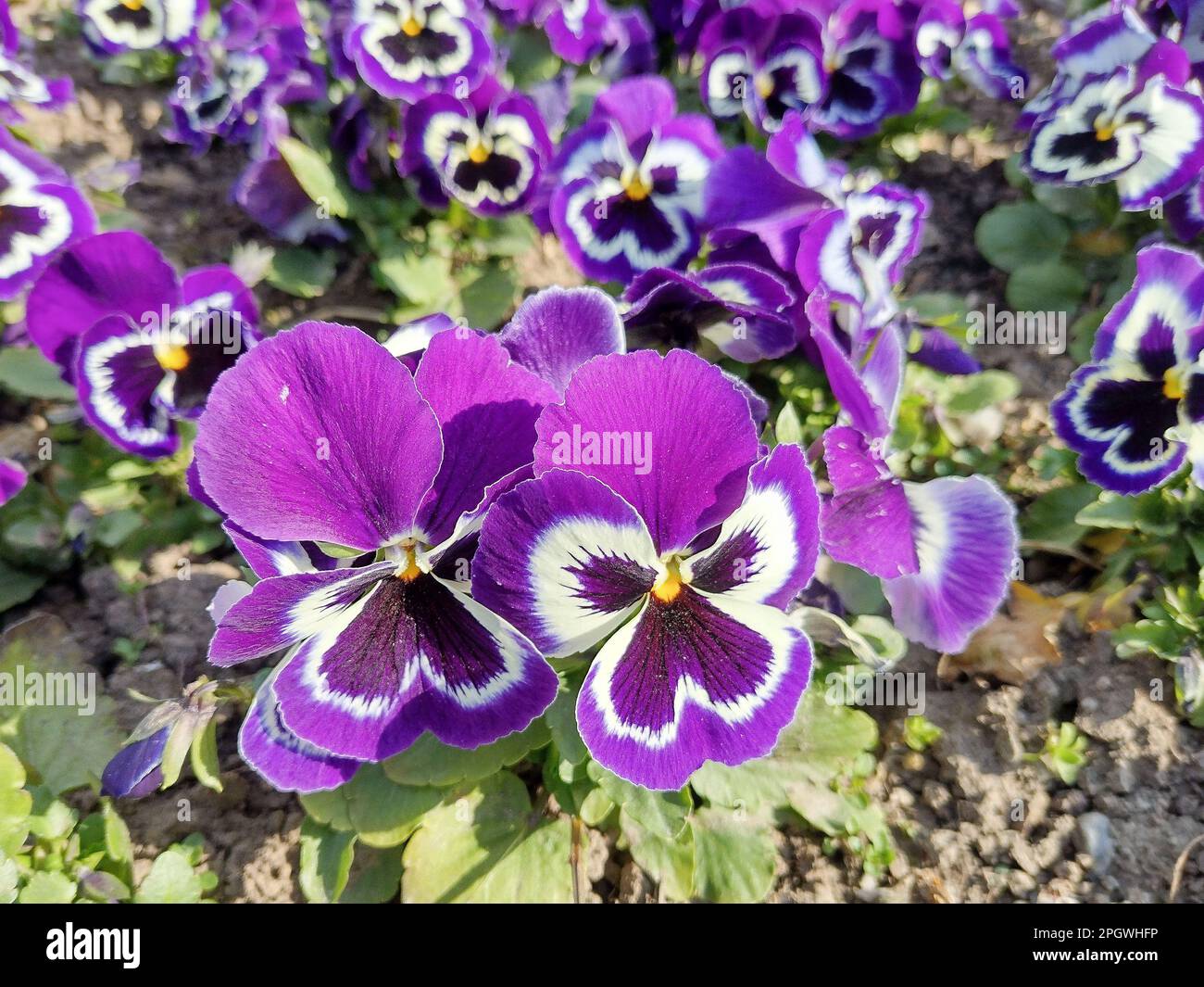 purple garden pansy flowers in spring Stock Photo - Alamy