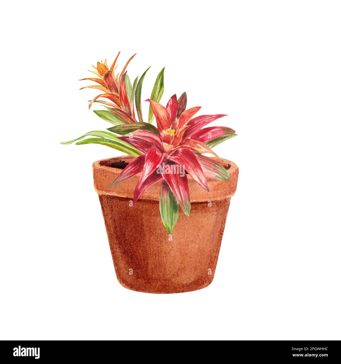Bromeliad Drawing