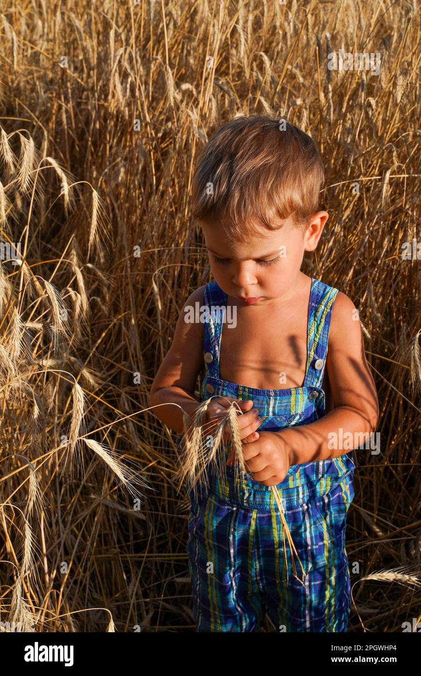 A child with wheat spikelets. The problem of world hunger. The concept ...