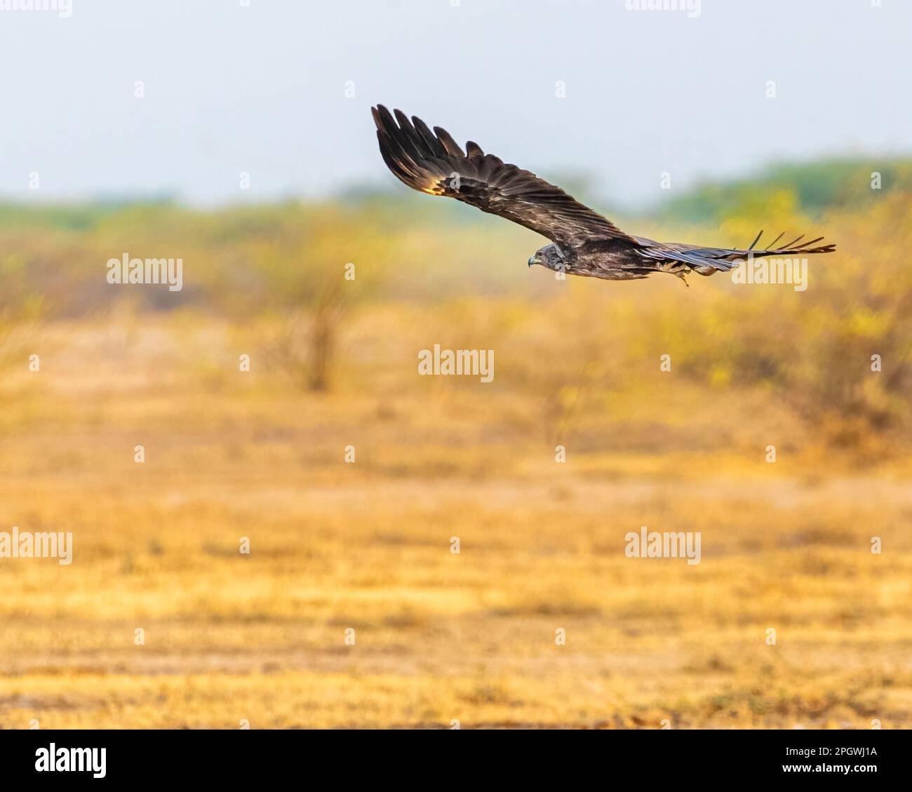 A Steppe eagle in flying mode with horizontal wings Stock Photo - Alamy