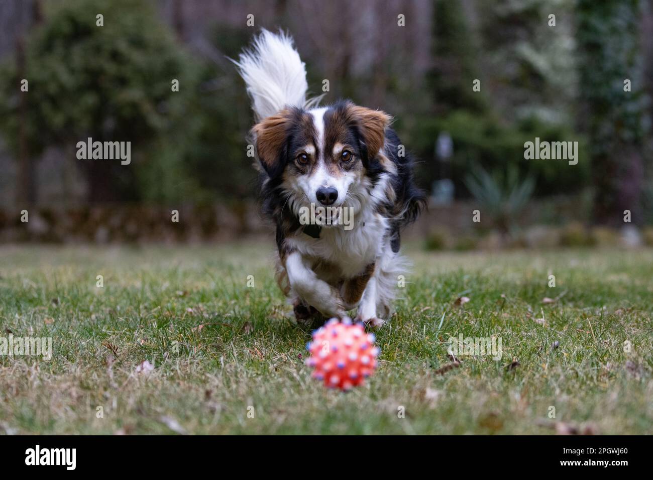 Cute little mongrel dogs hi-res stock photography and images - Alamy