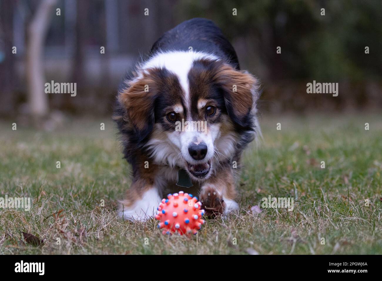 Little cute dog chasing a ball Stock Photo - Alamy