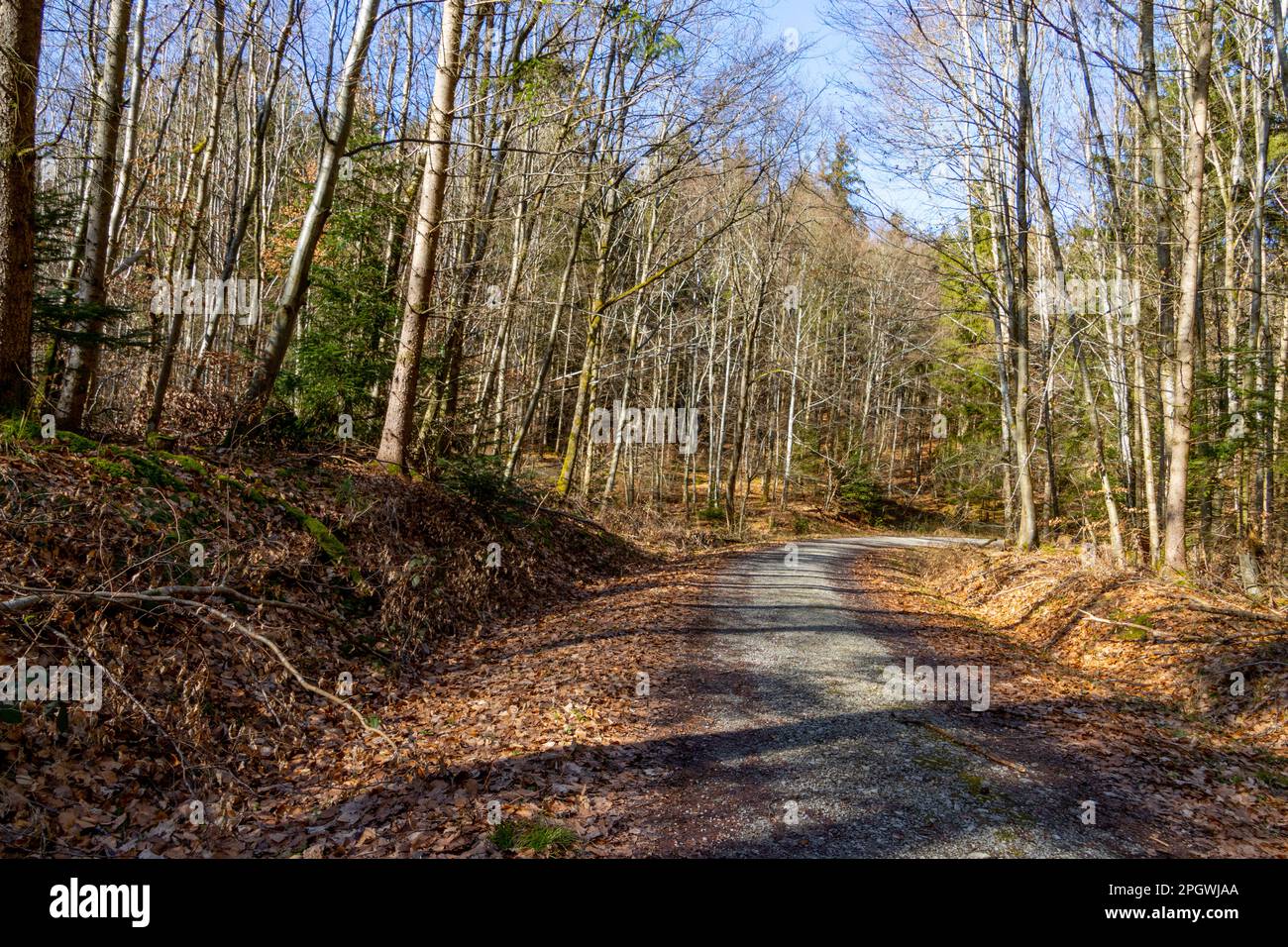 Sunshine on a forest path hi-res stock photography and images - Alamy