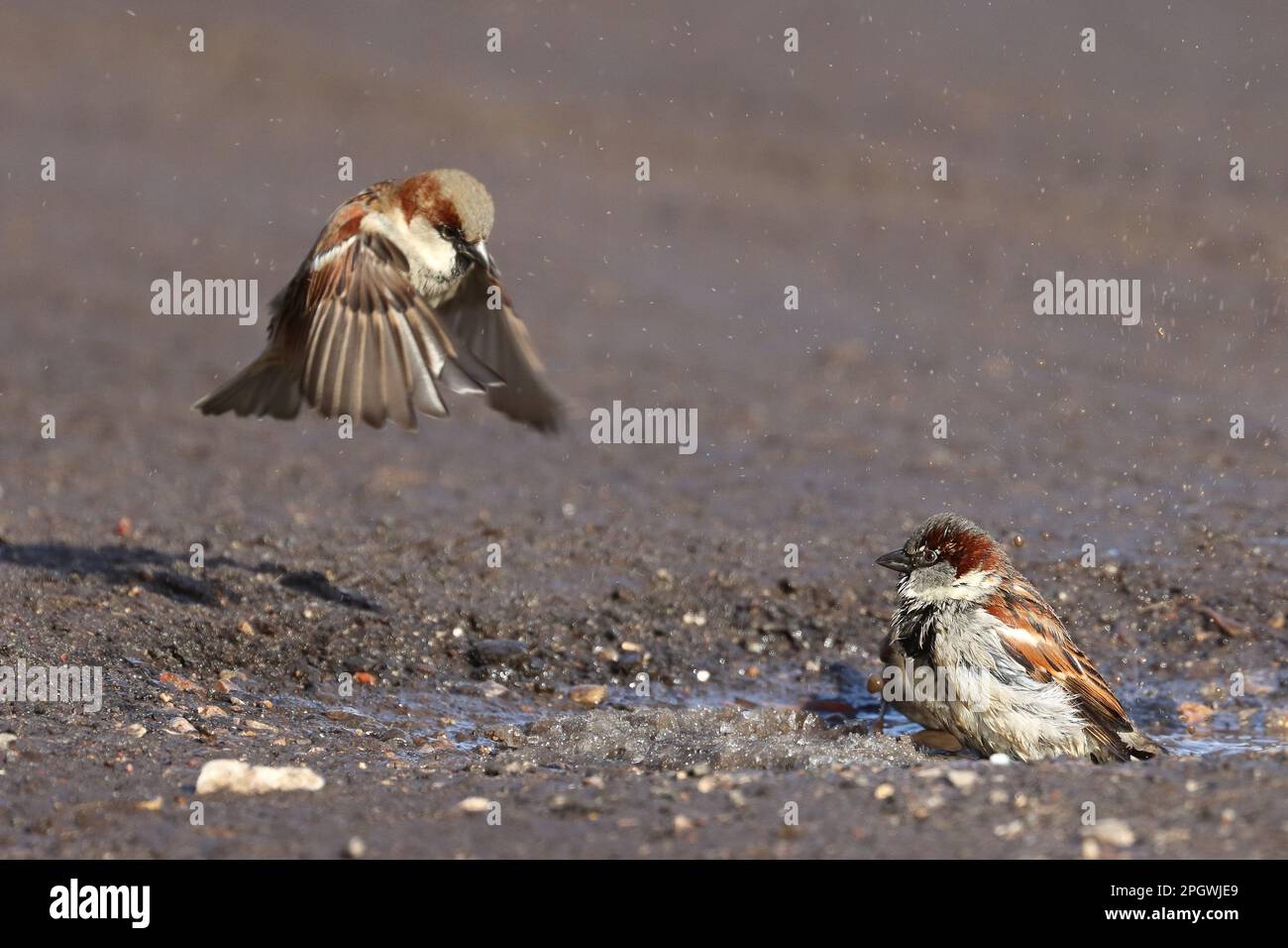 Two sparrows are dripping in a puddle. Bird in flight. The bird is ...