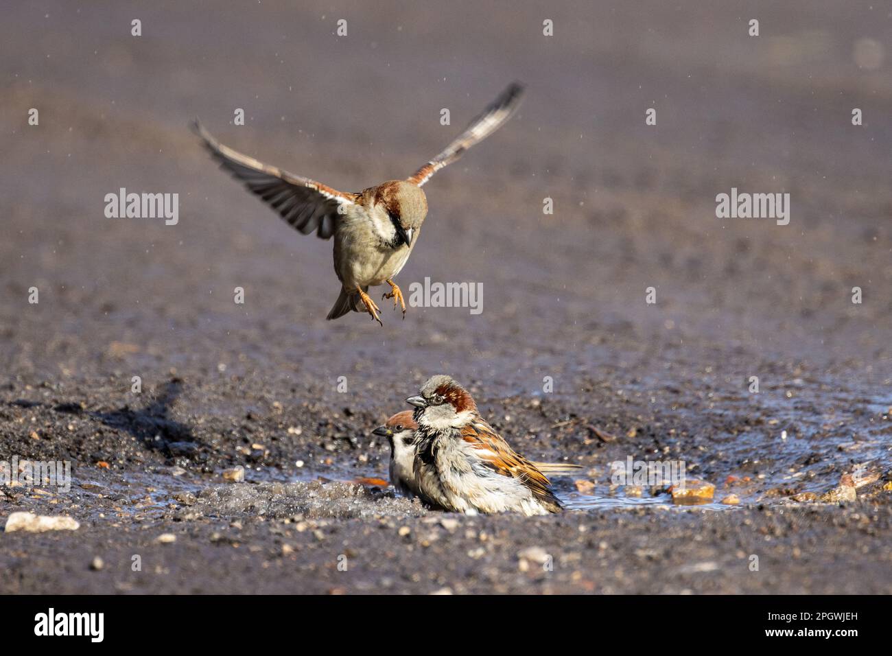 Two sparrows are dripping in a puddle. Bird in flight. The bird is ...
