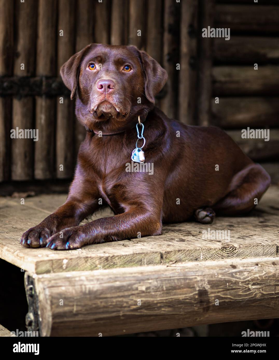 Labrador Retriever dog in front of an old hunting lodge in the woods ...