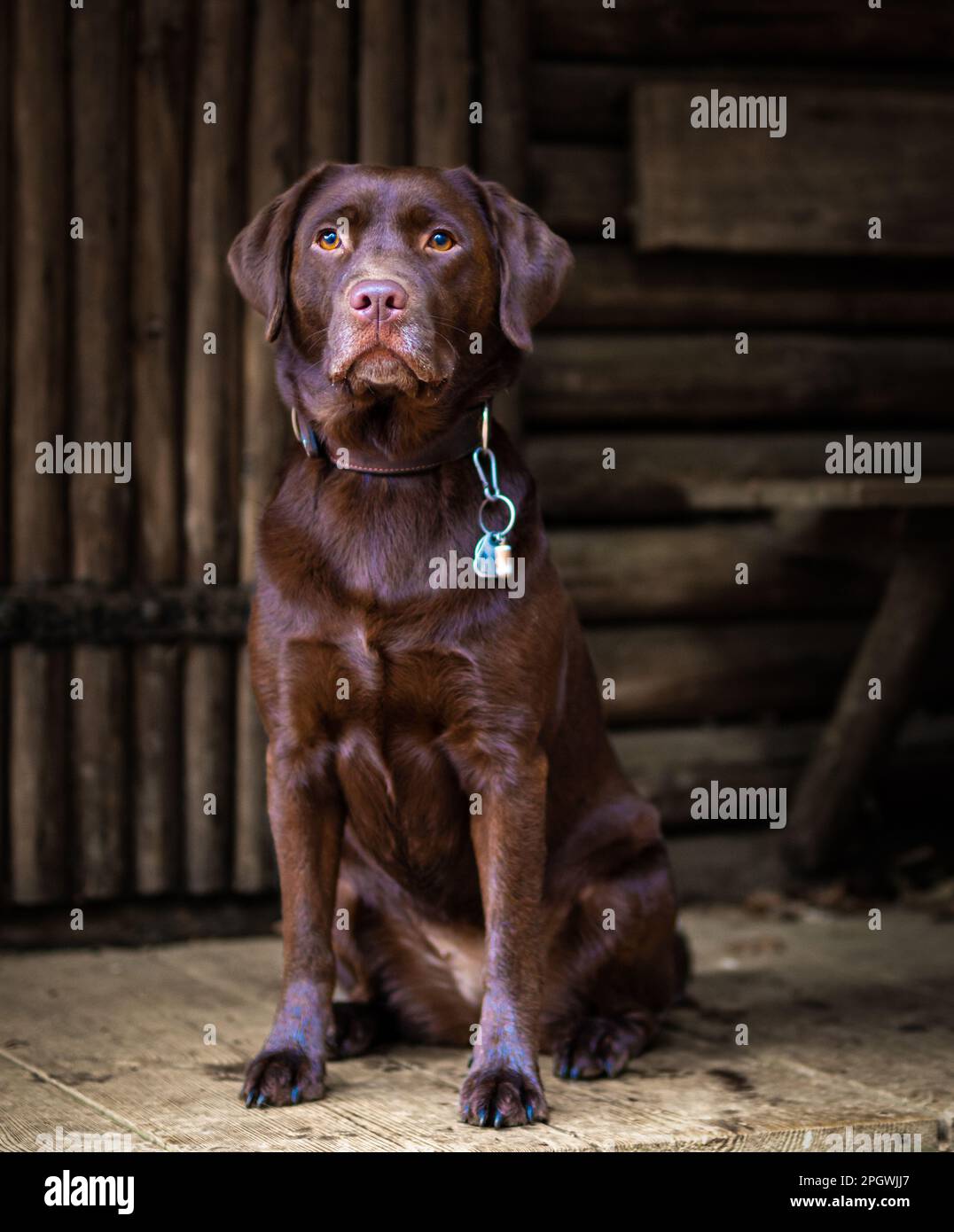 Labrador Retriever dog in front of an old hunting lodge in the woods ...