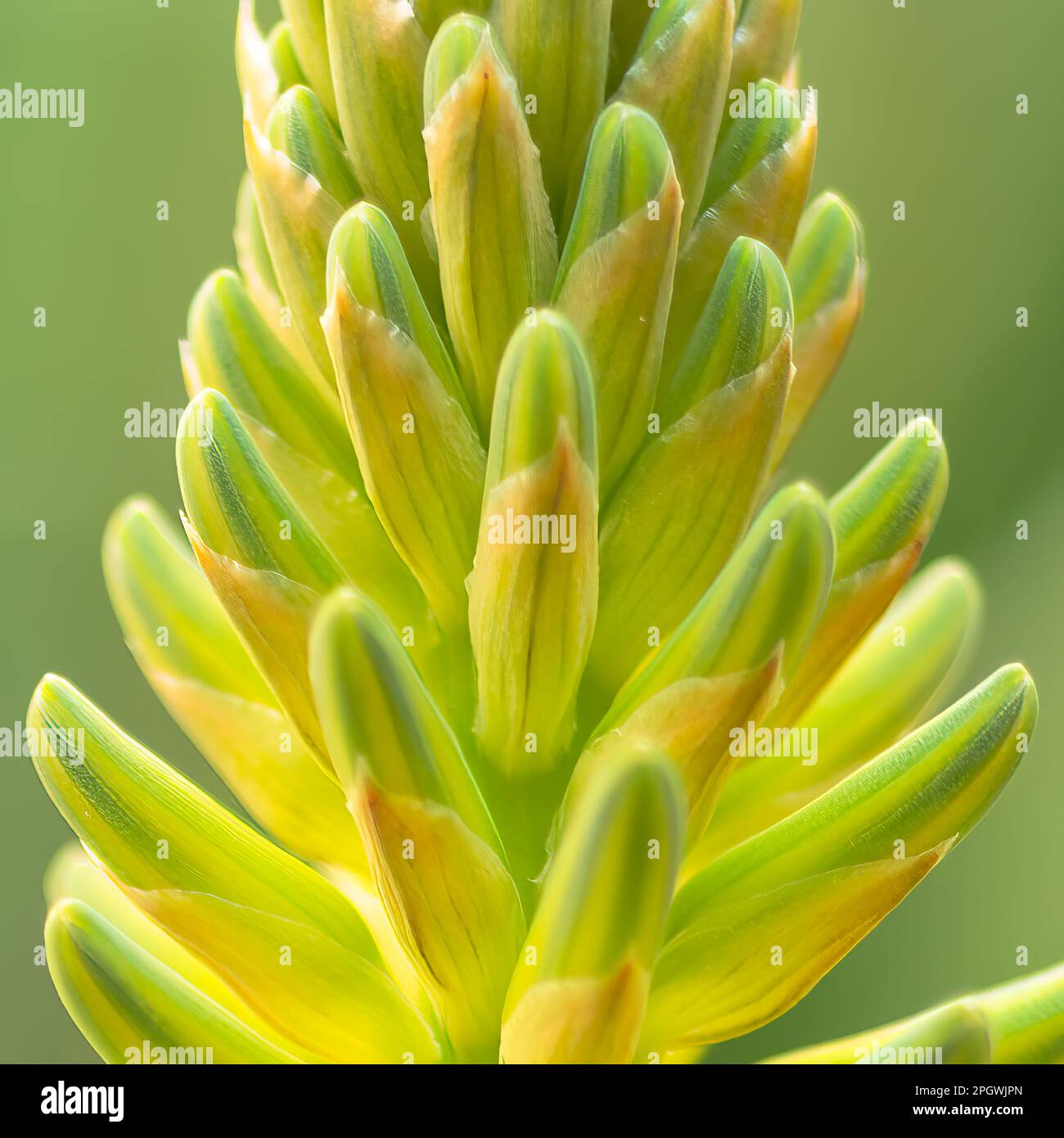 Aloe vera plant growing hi-res stock photography and images - Alamy