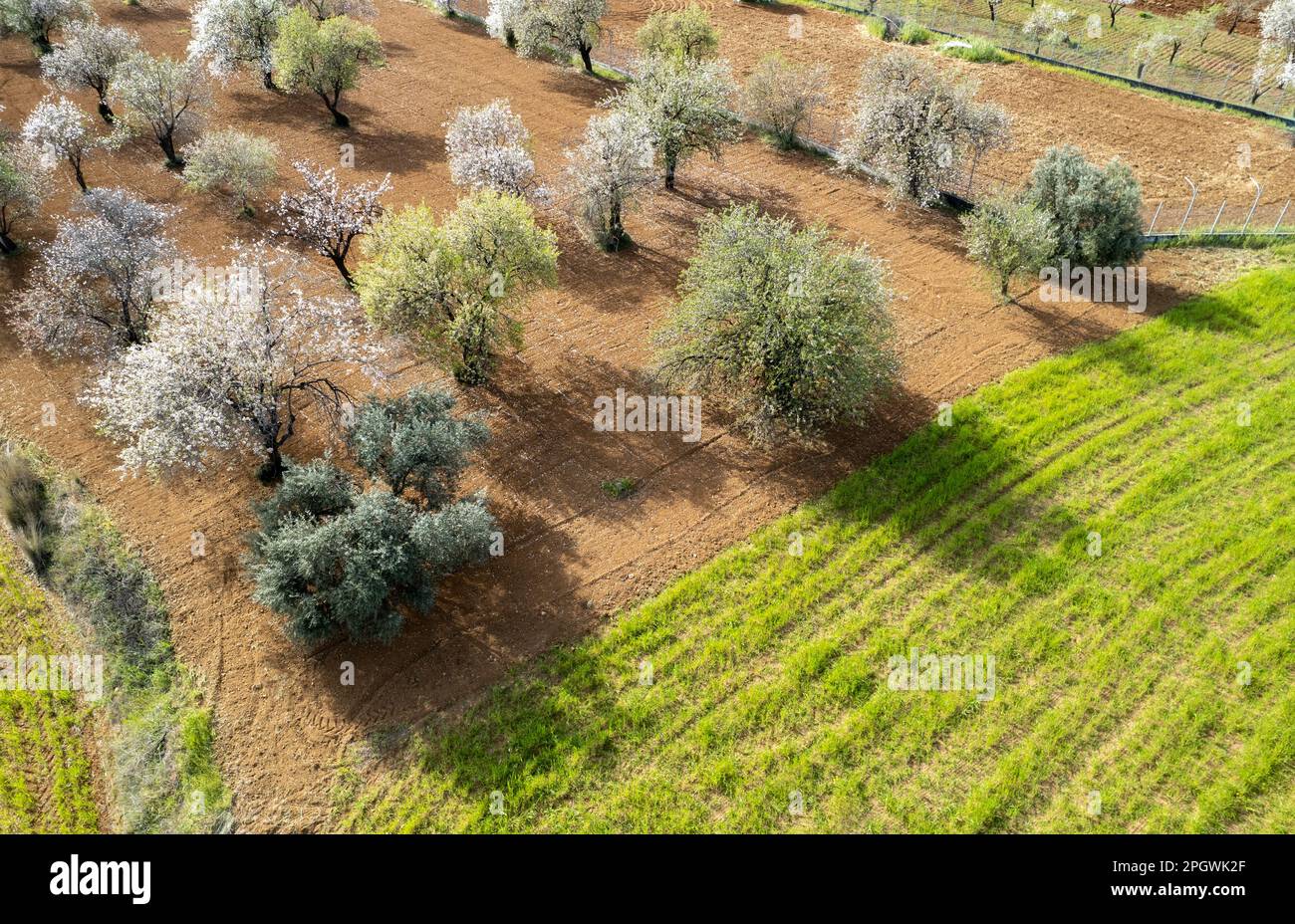 Drone aerial of Almond blooming and olive trees in the farmland field ...