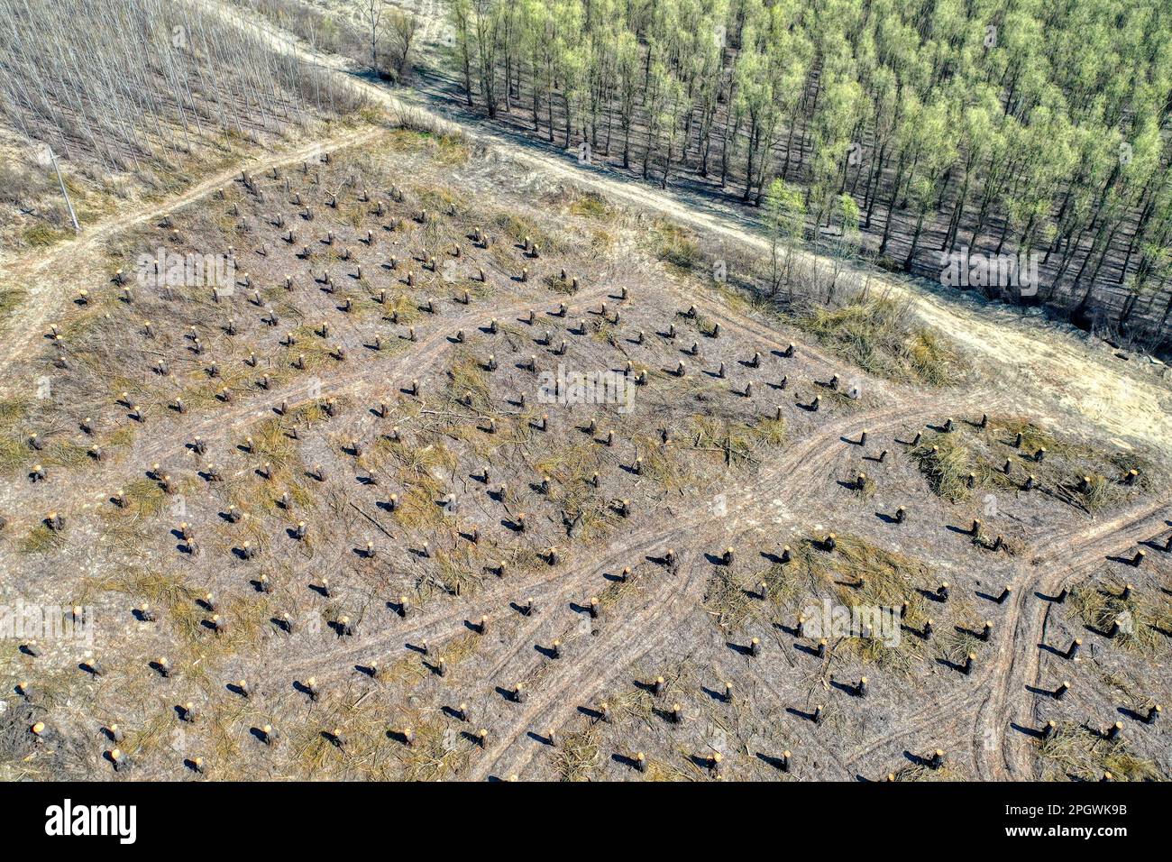 Bearing Witness to the Destruction: Deforestation and Its Impact on the ...