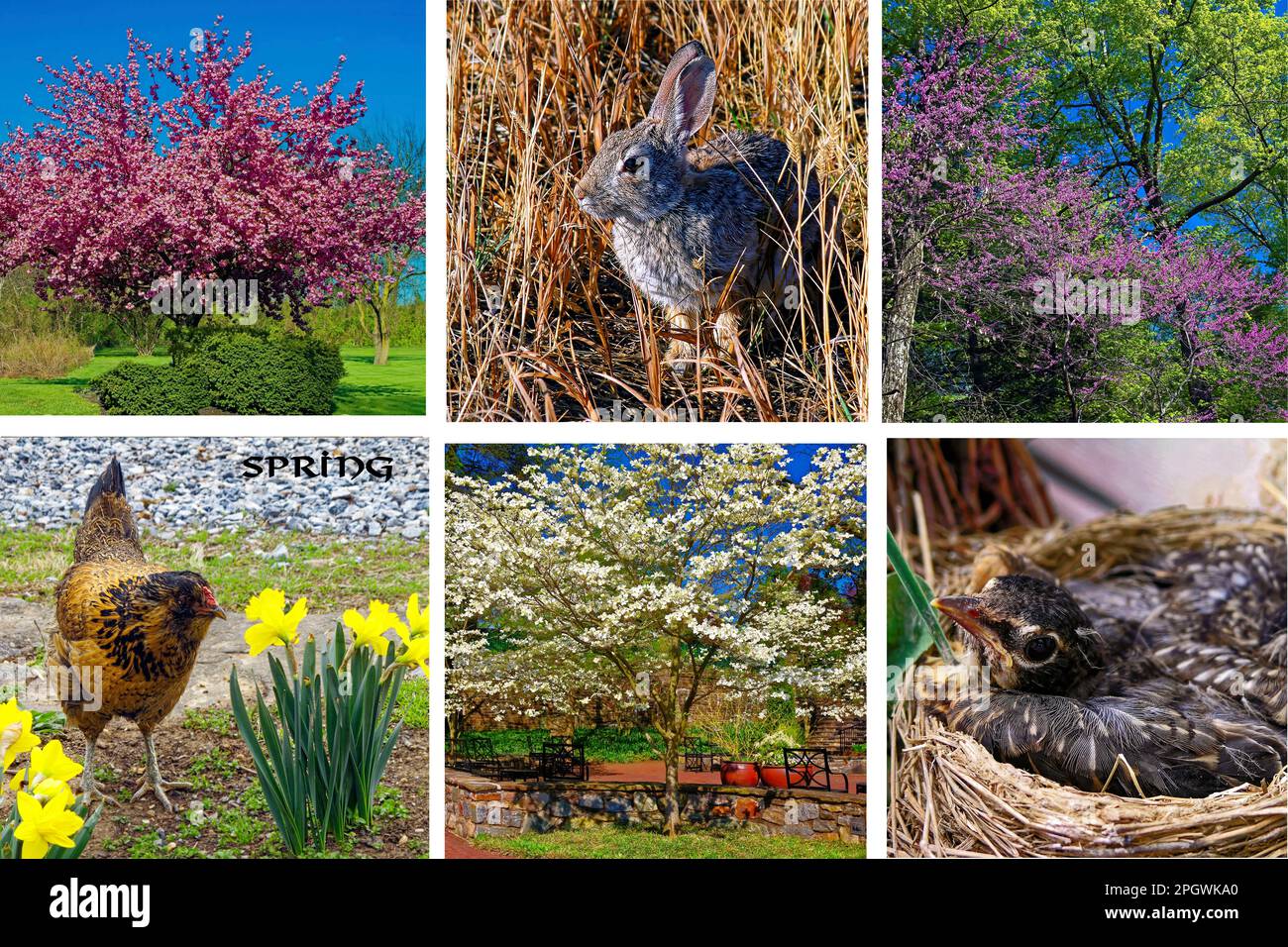 spring collage, 6 photos, animals, rabbit, hen, baby robin, nest ...