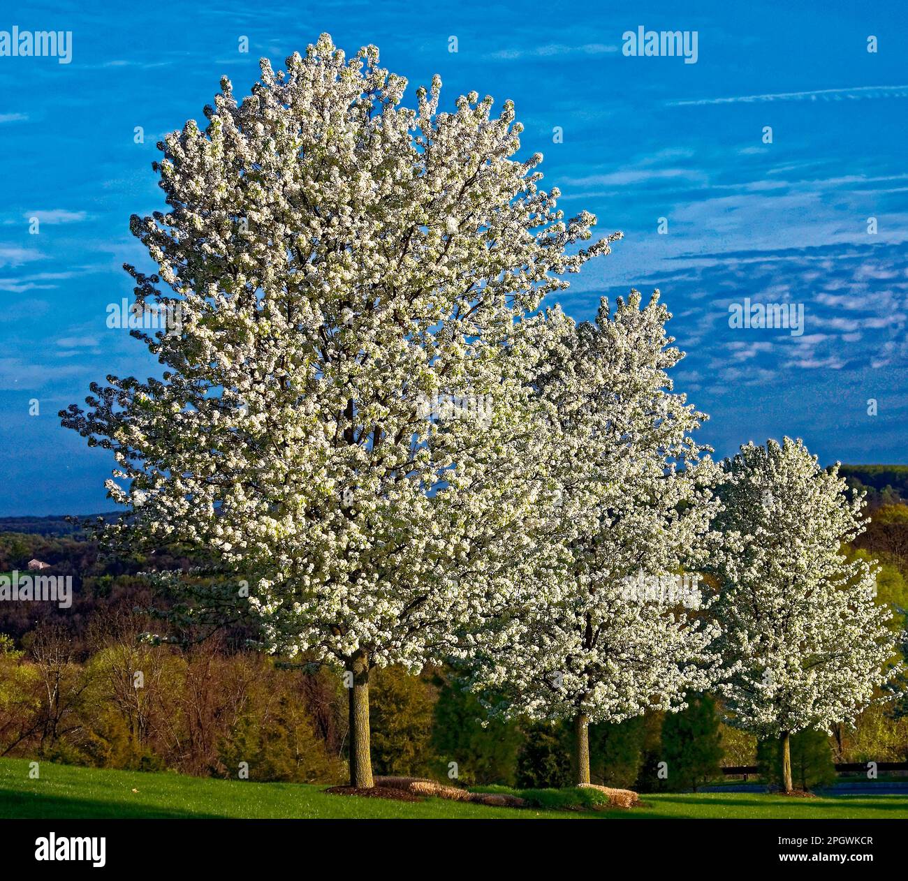 3 spring flowering trees; white blossoms; scene; nature; deciduous ...